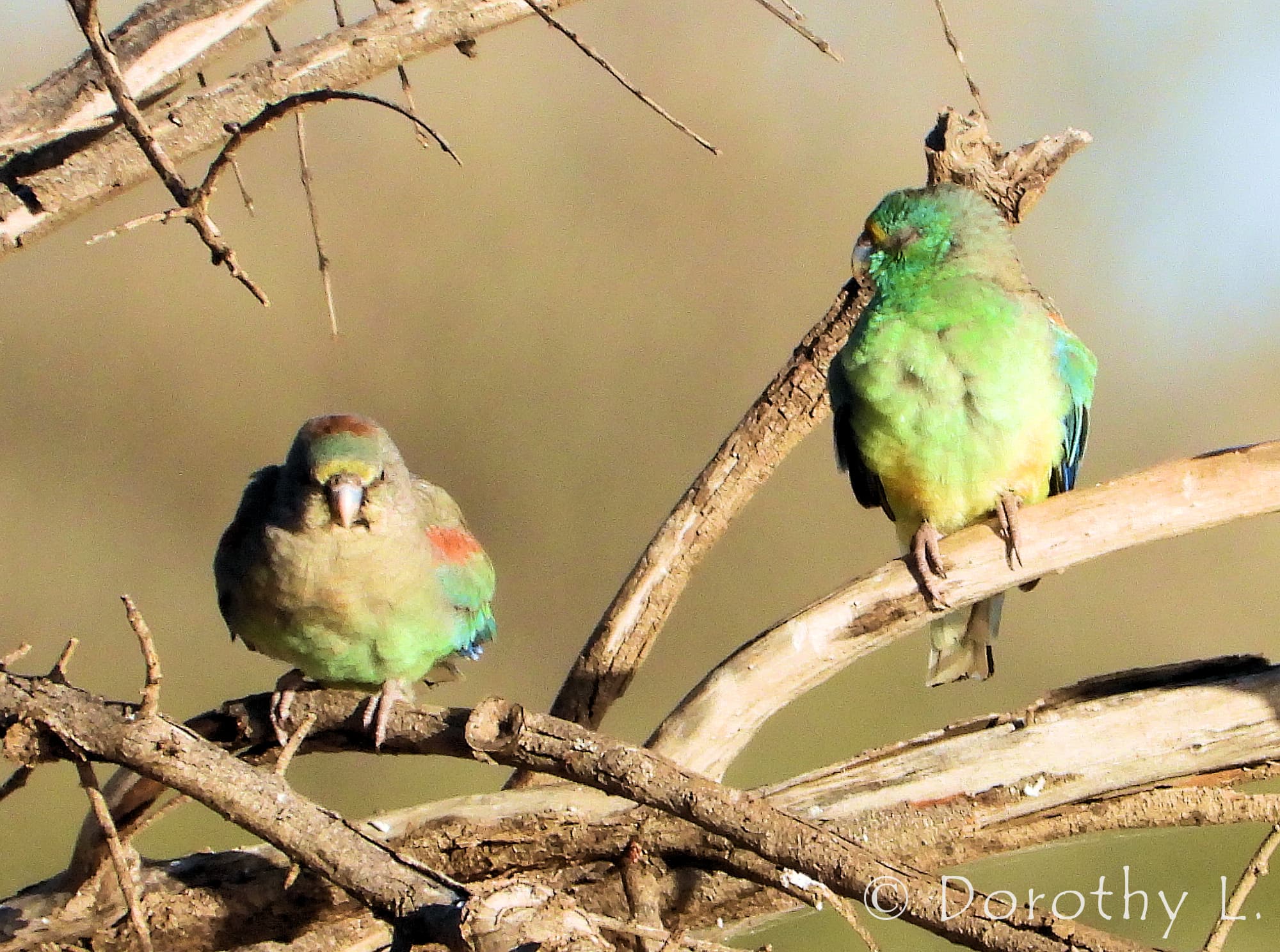 Mulga Parrot – Ausemade