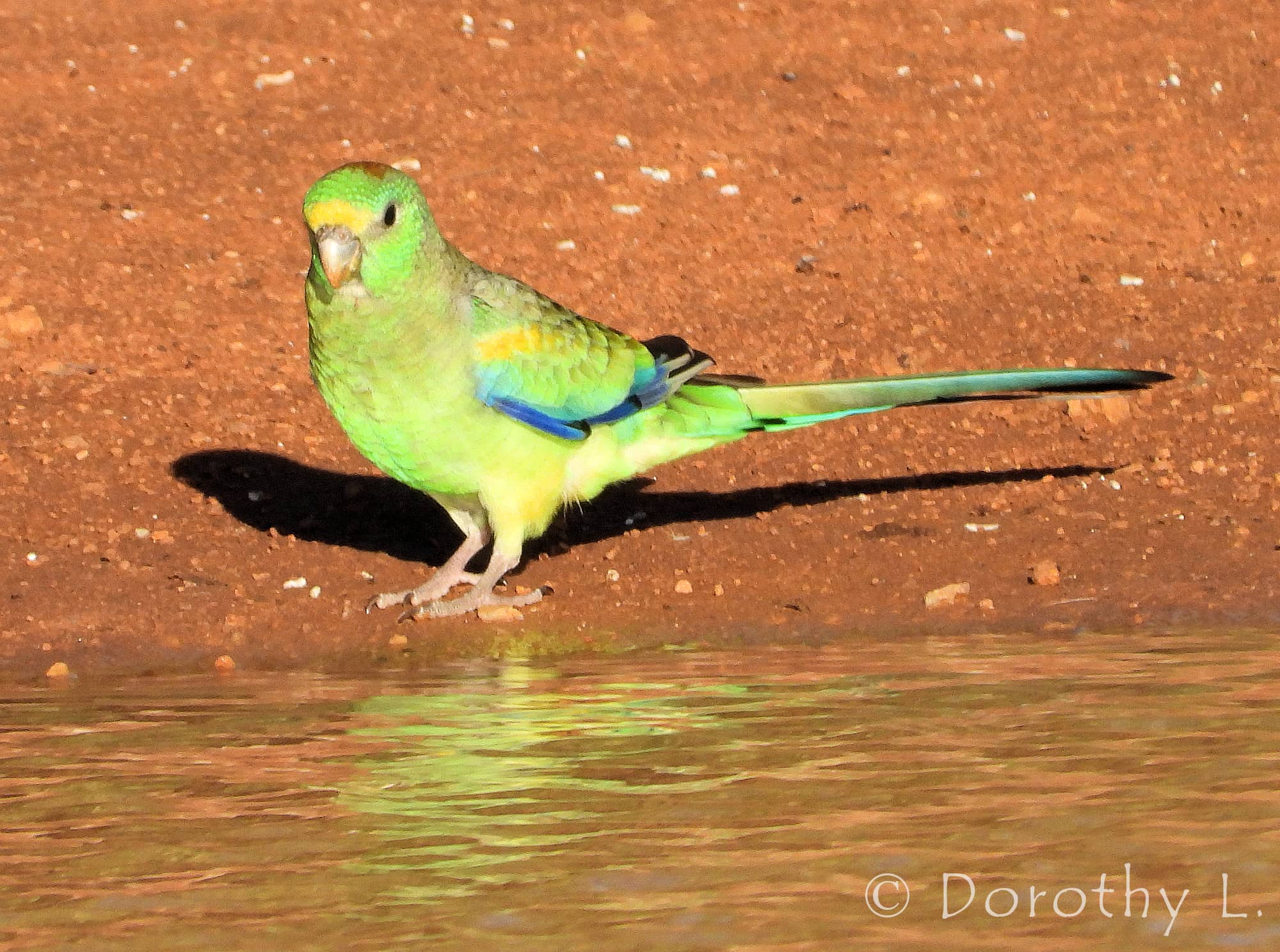 Mulga Parrot – Ausemade