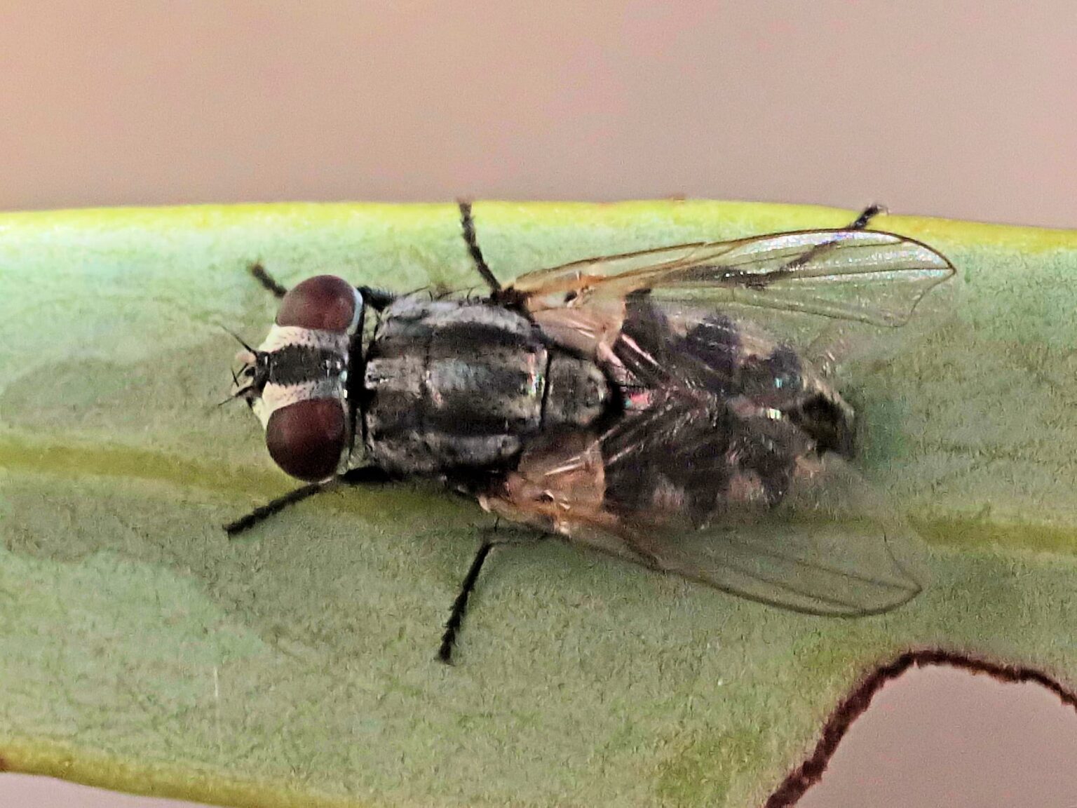 The Aussie salute… – Ausemade