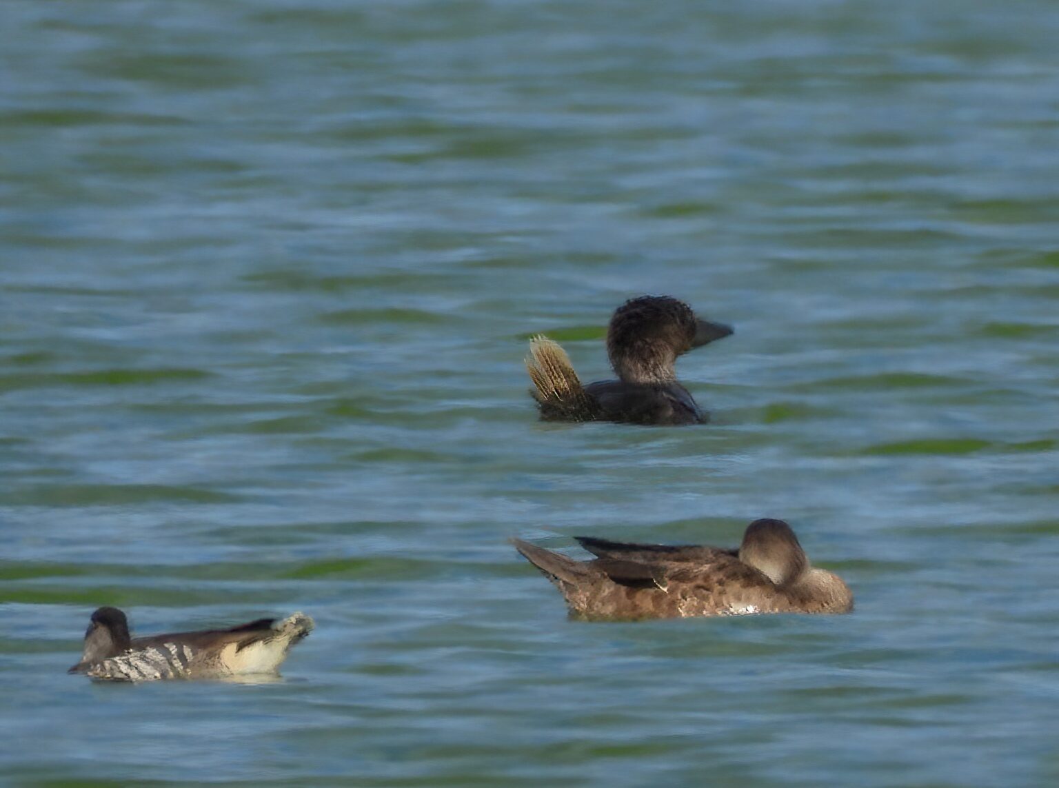 Alice Springs — Musk Duck – Ausemade