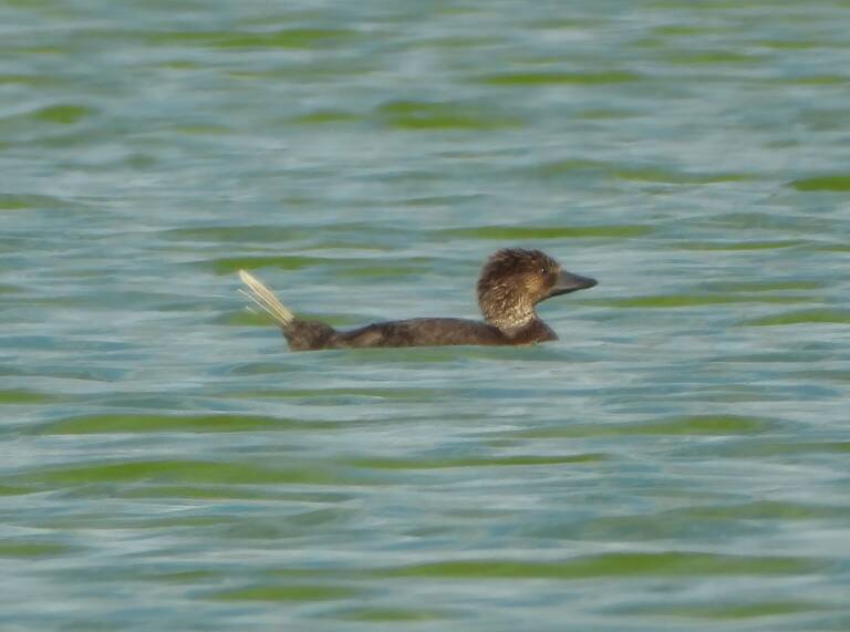 Alice Springs — Musk Duck – Ausemade