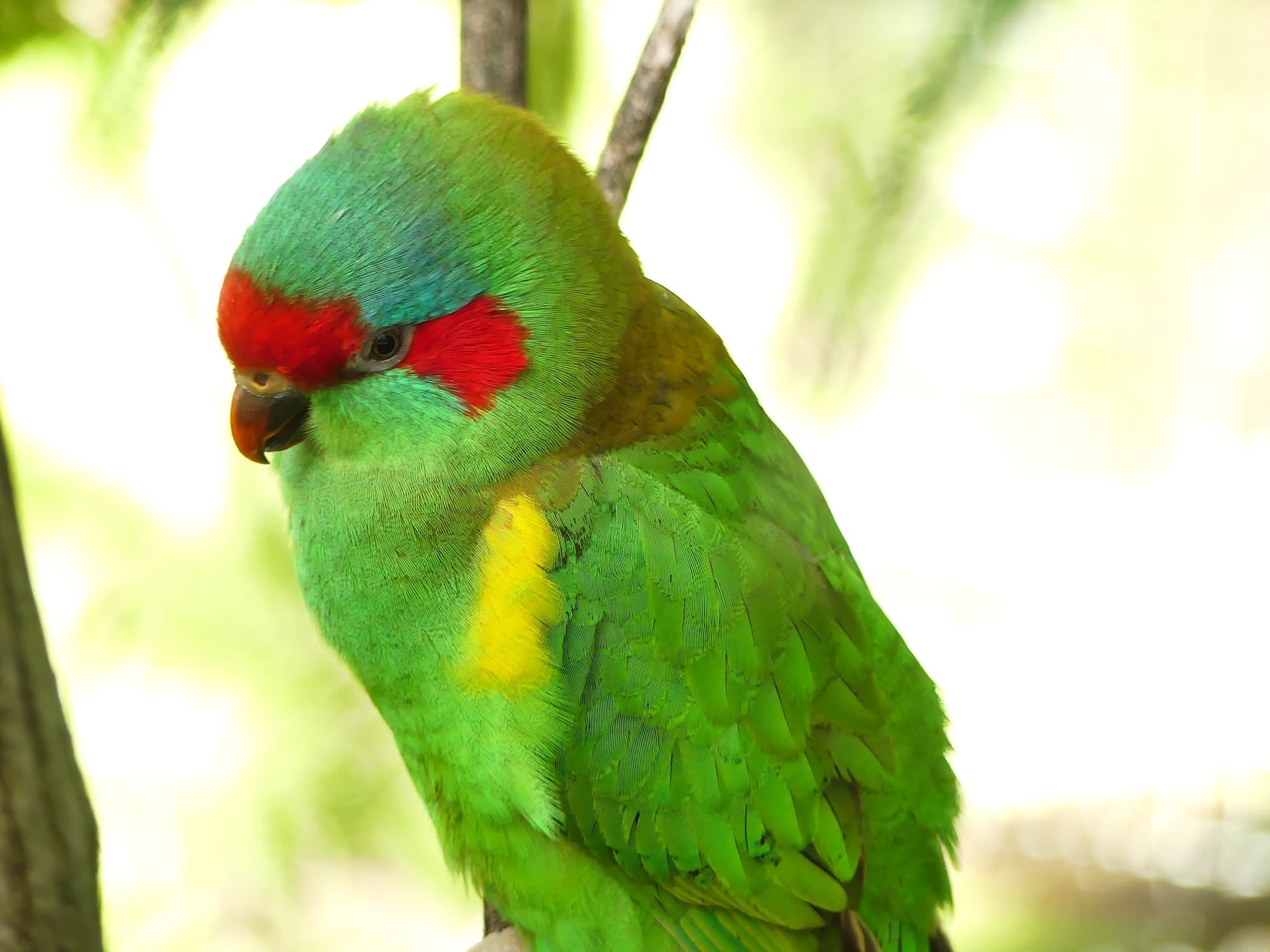 Adelaide Hills Birds – Ausemade