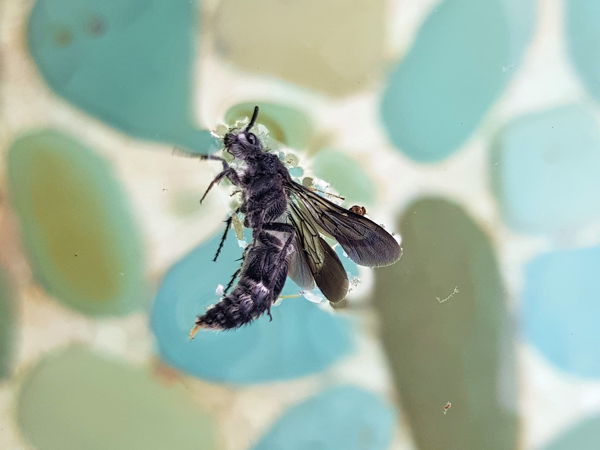 Mutillidae – Ausemade