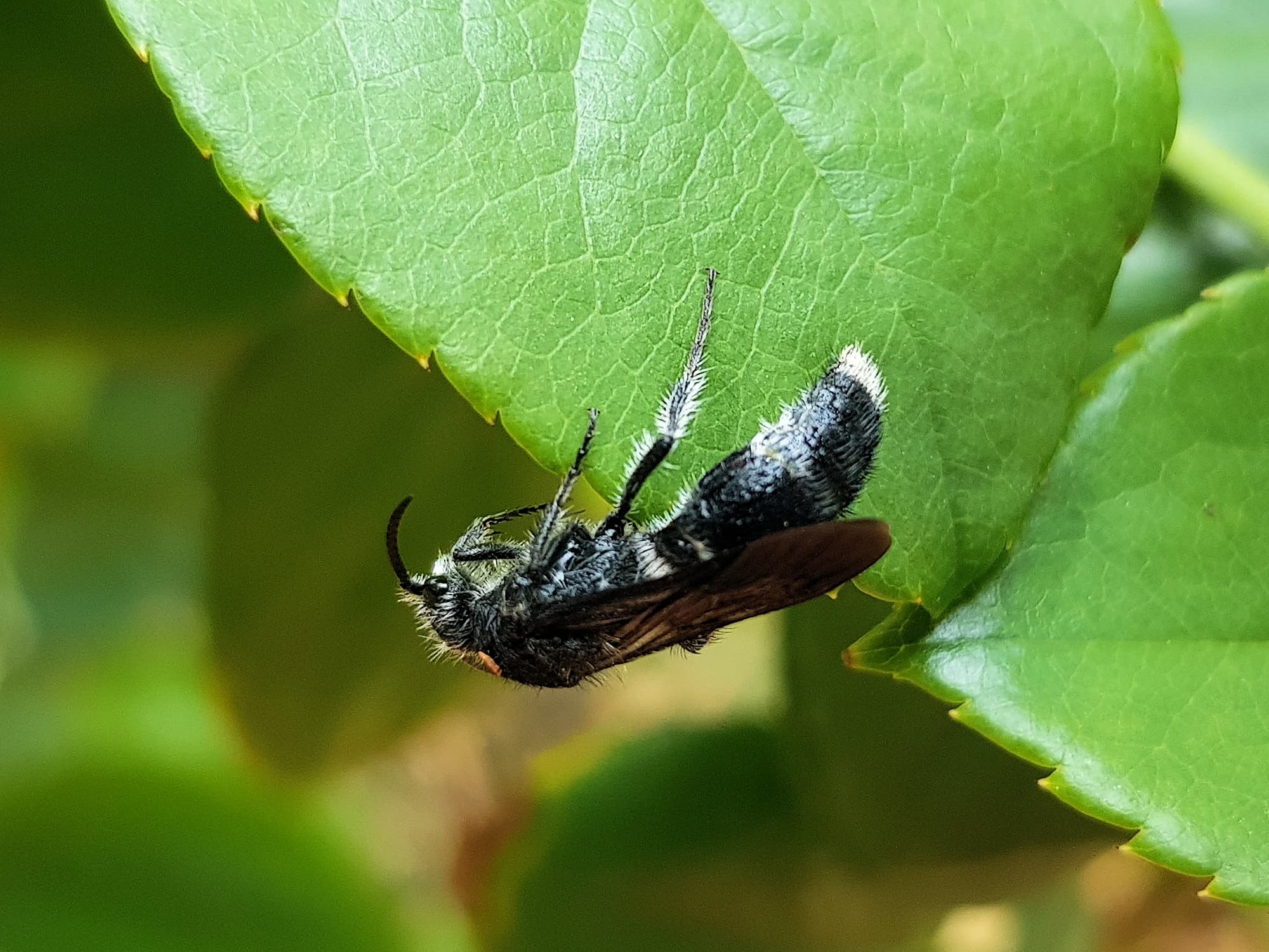 Mutillidae – Ausemade