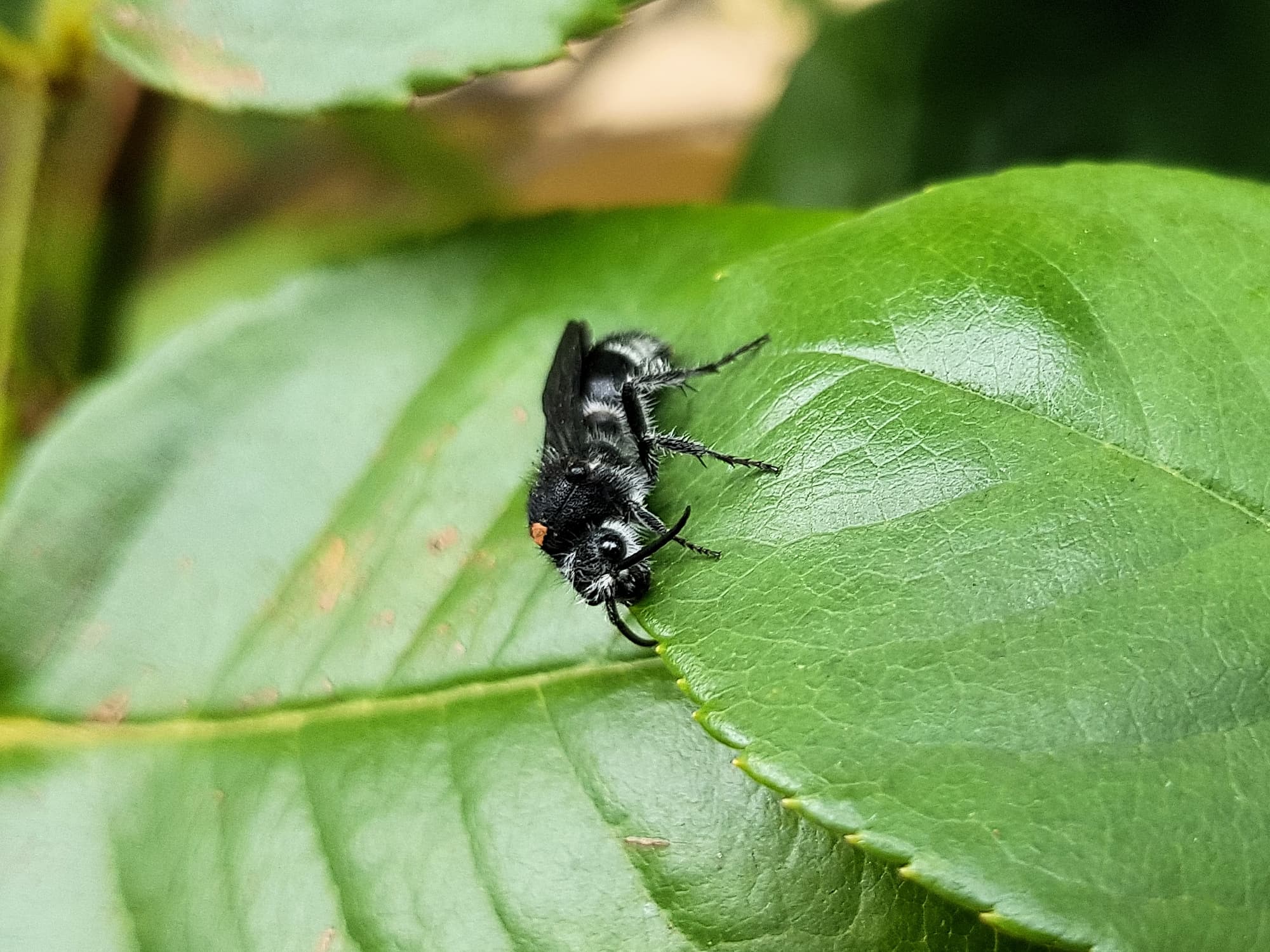 Mutillidae – Ausemade