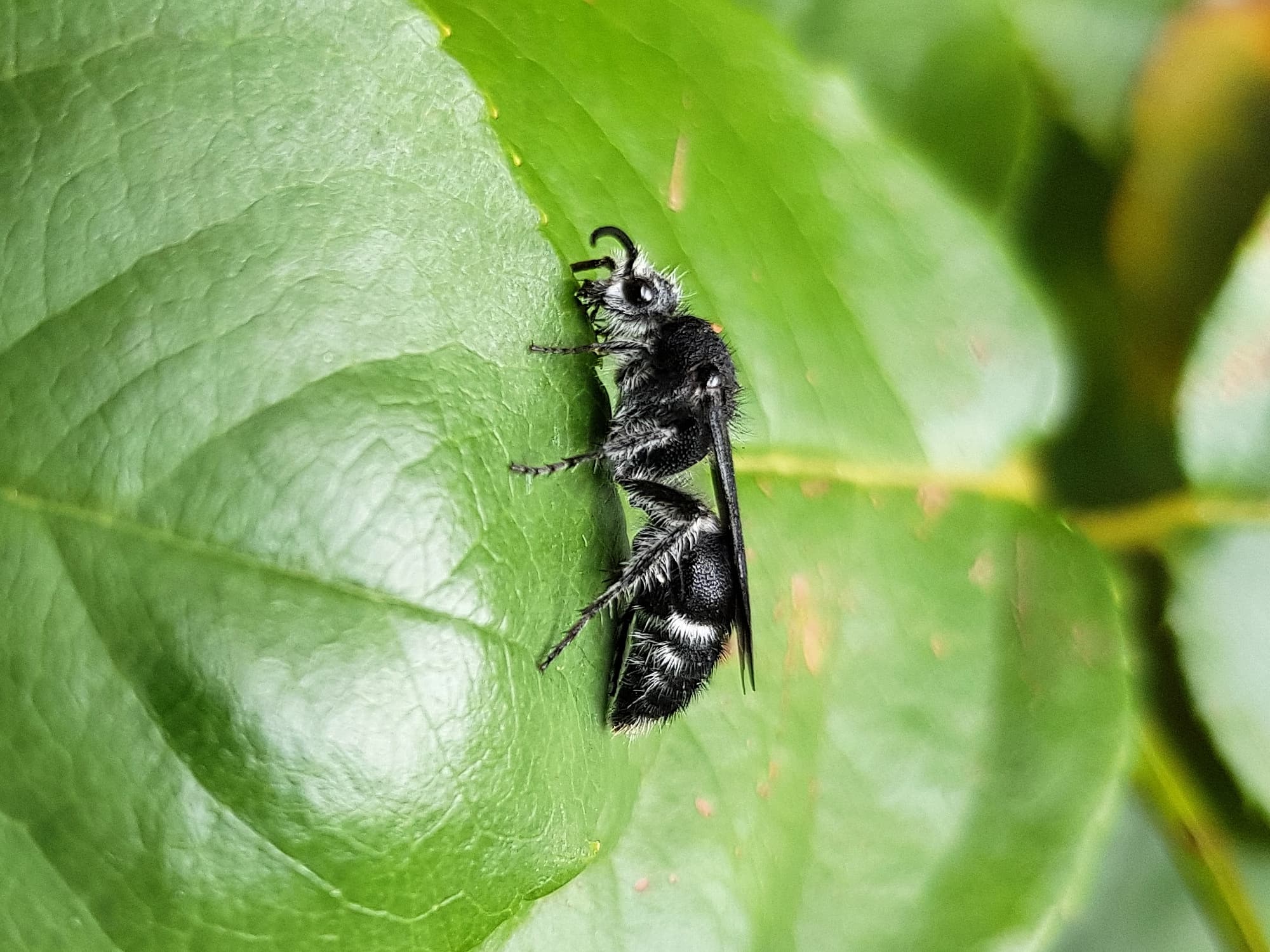 Mutillidae – Ausemade