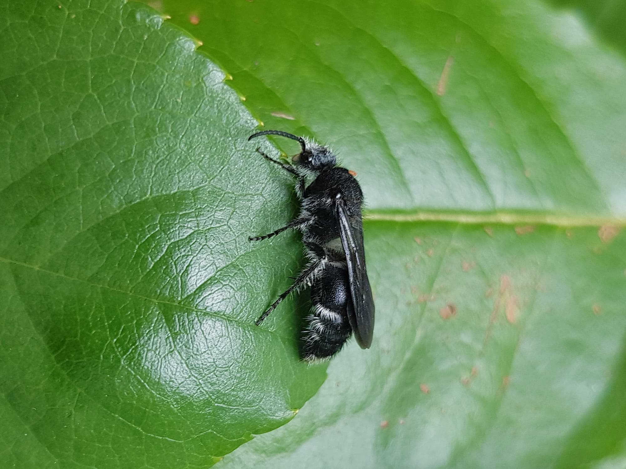 Mutillidae – Ausemade