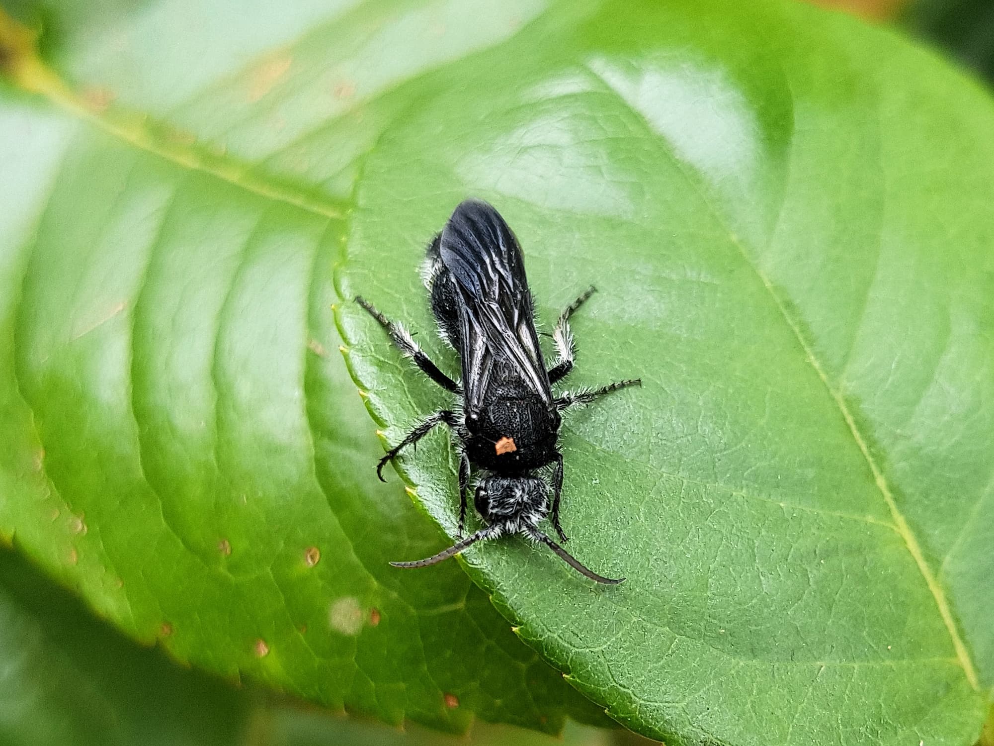 Mutillidae – Ausemade