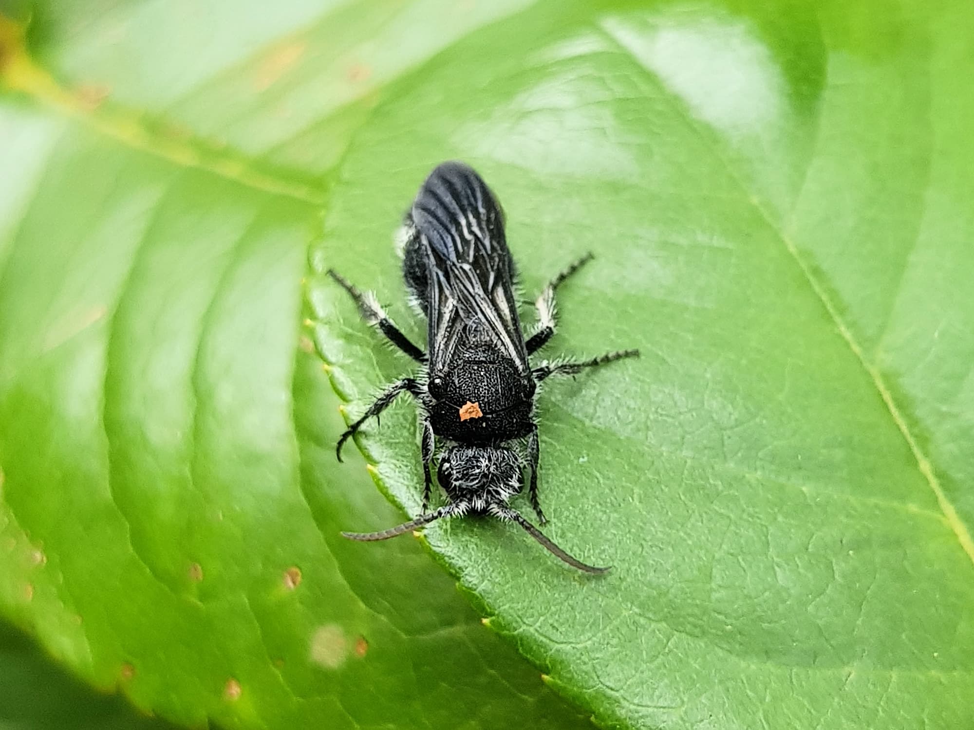 Mutillidae – Ausemade