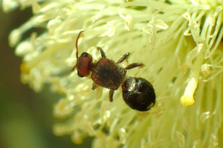 Velvet Ants – Ausemade