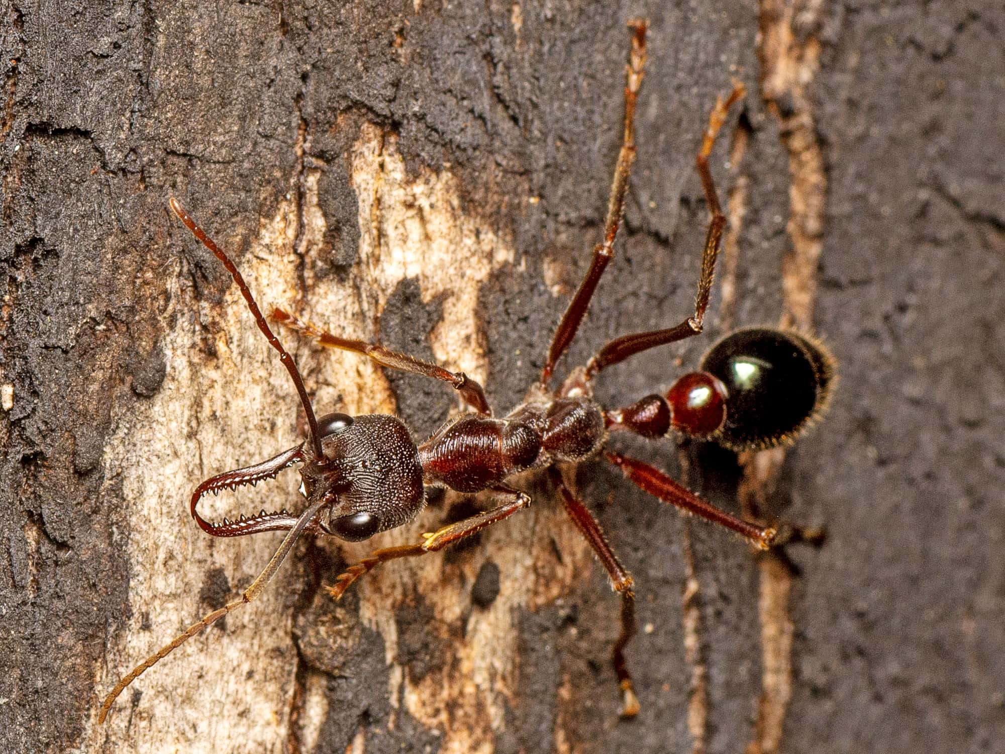 Myrmecia forficata (Inchman Ant) – Ausemade
