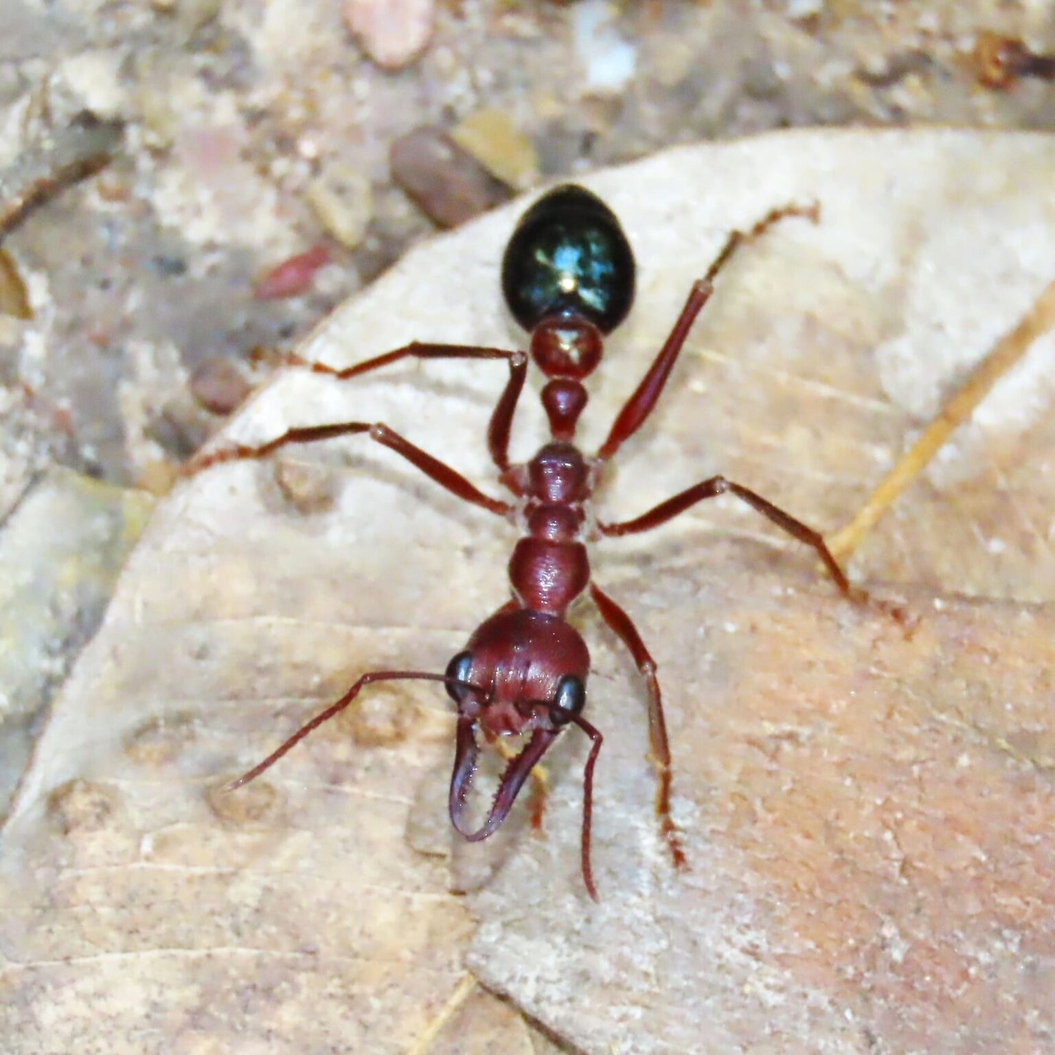 Myrmecia forficata (Inchman Ant) – Ausemade