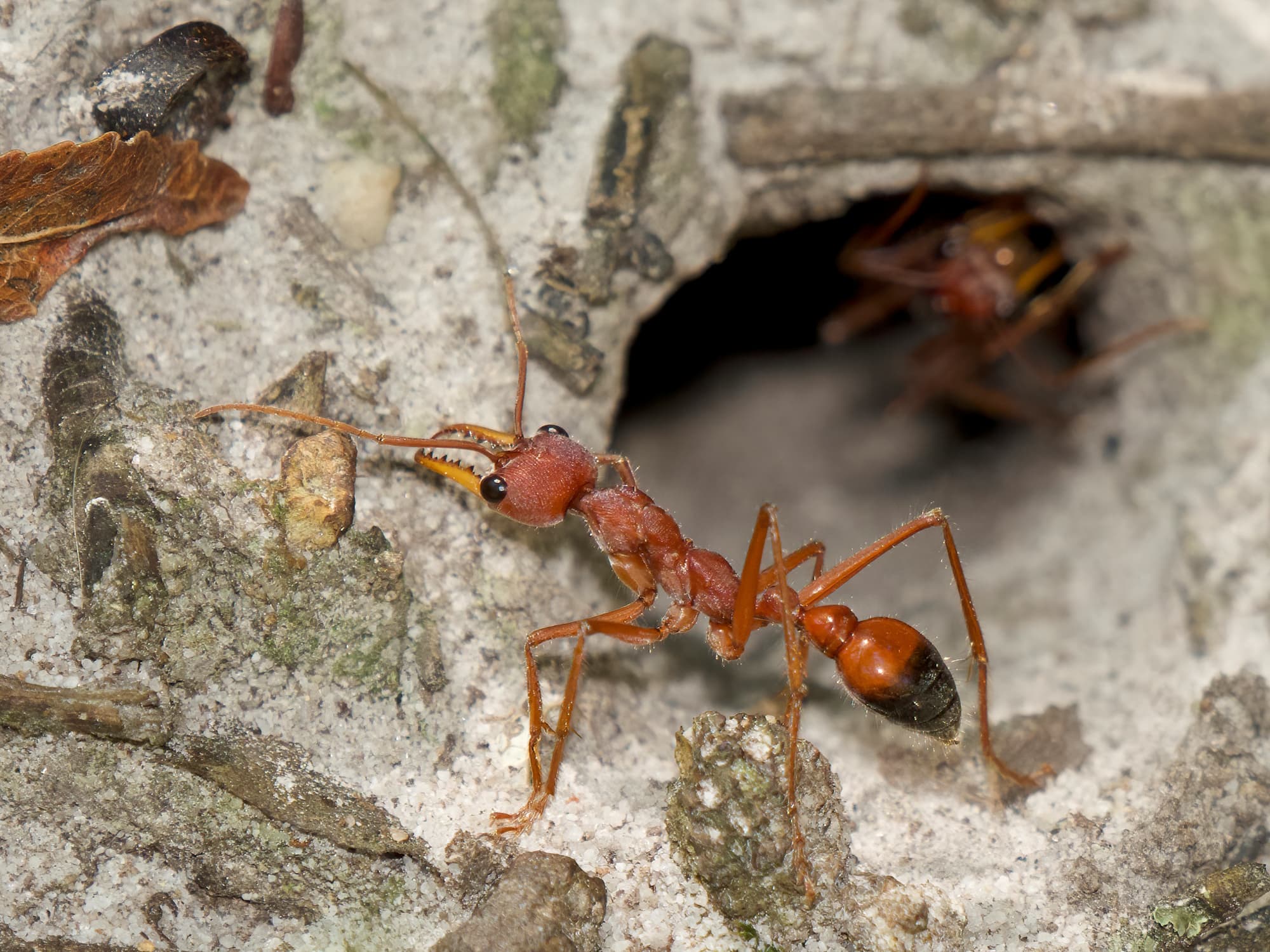 Myrmecia gulosa (Red Bull Ant) – Ausemade