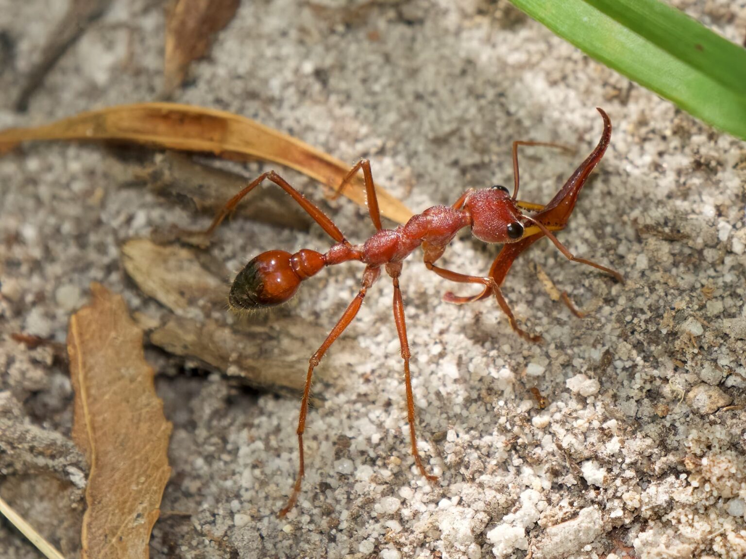 Myrmecia gulosa (Red Bull Ant) – Ausemade