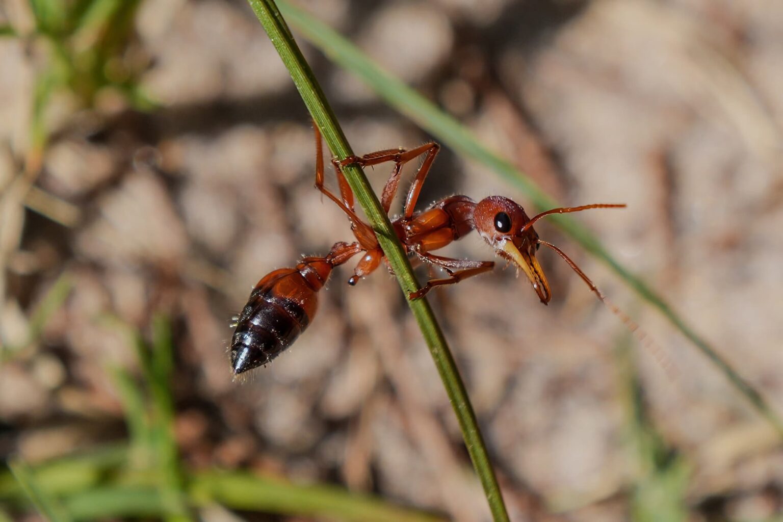 Myrmecia gulosa (Red Bull Ant) – Ausemade