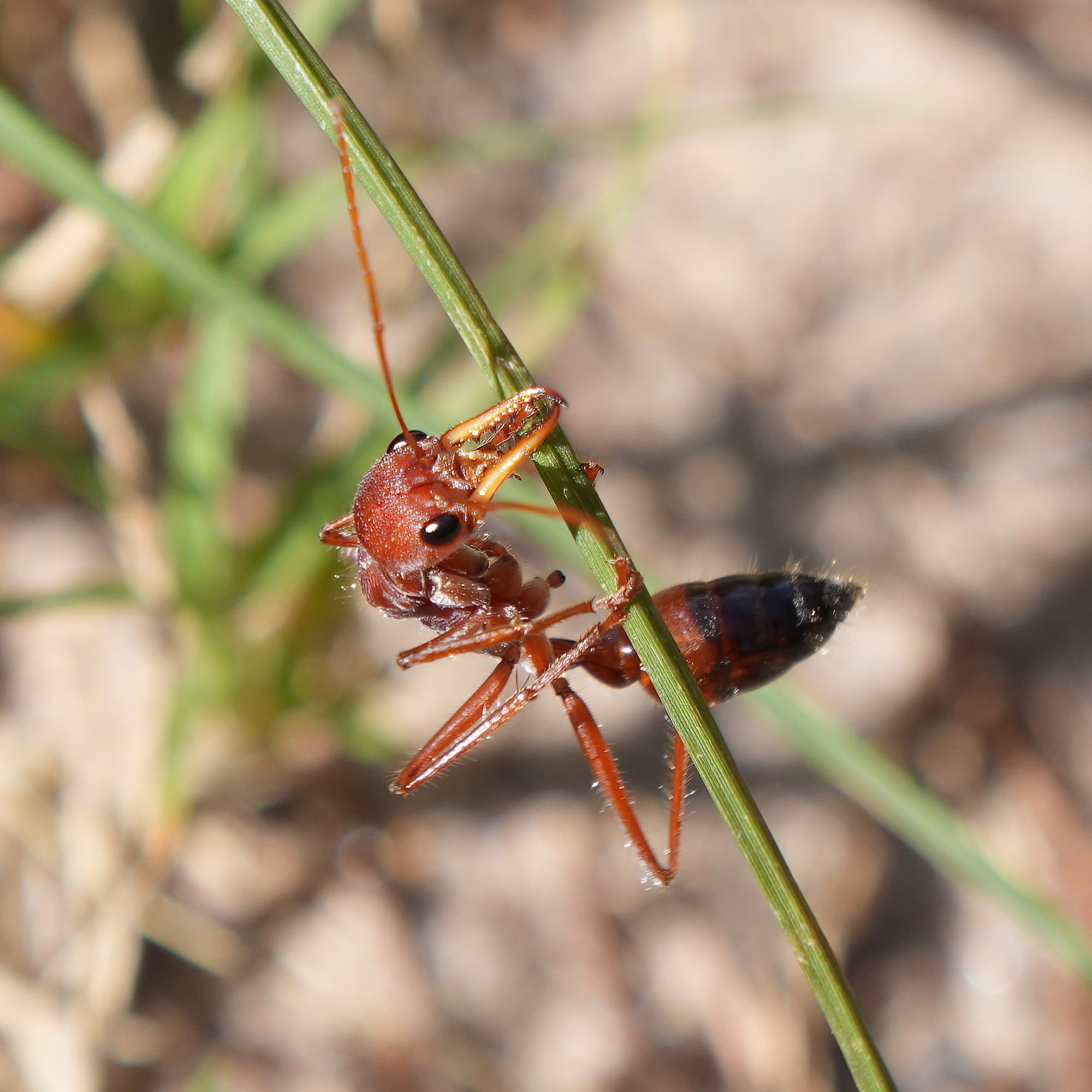 Myrmecia gulosa (Red Bull Ant) – Ausemade