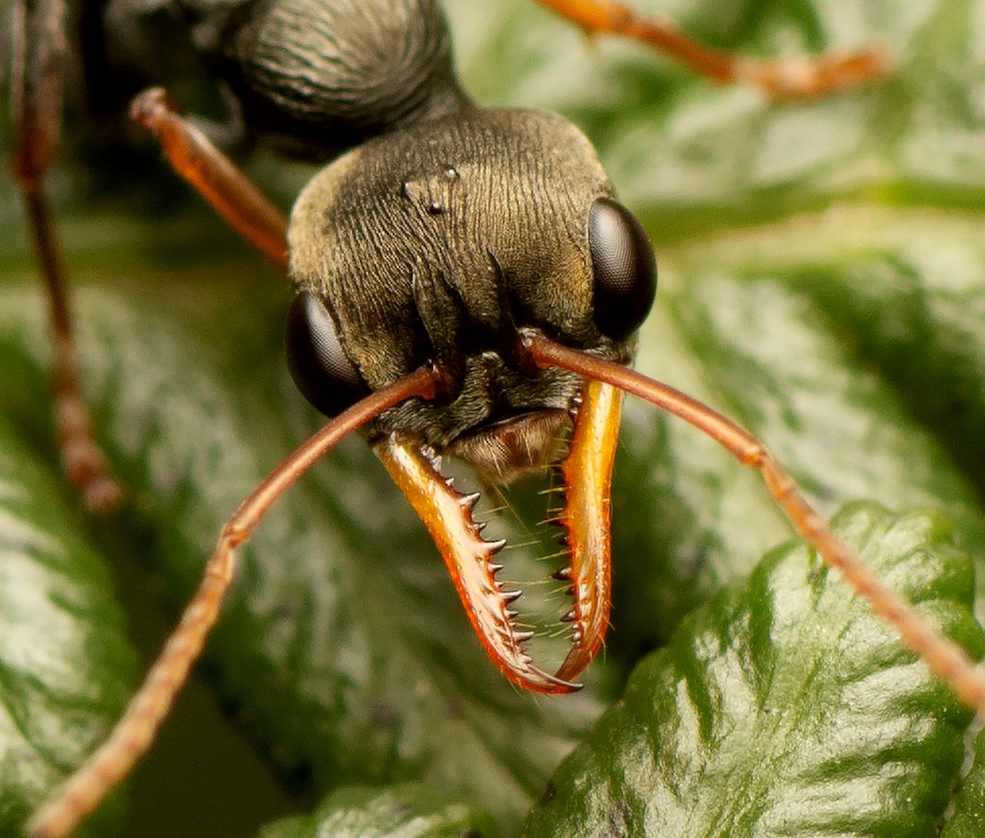 Myrmecia impaternata – Ausemade