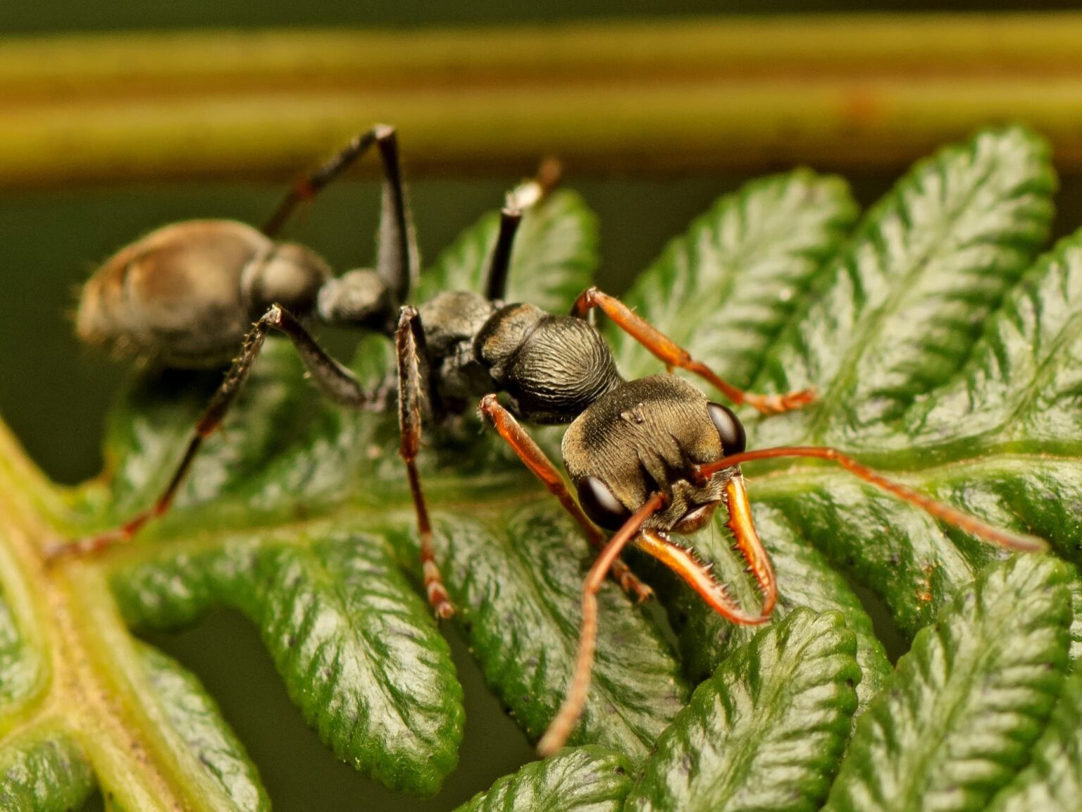 Myrmecia impaternata – Ausemade