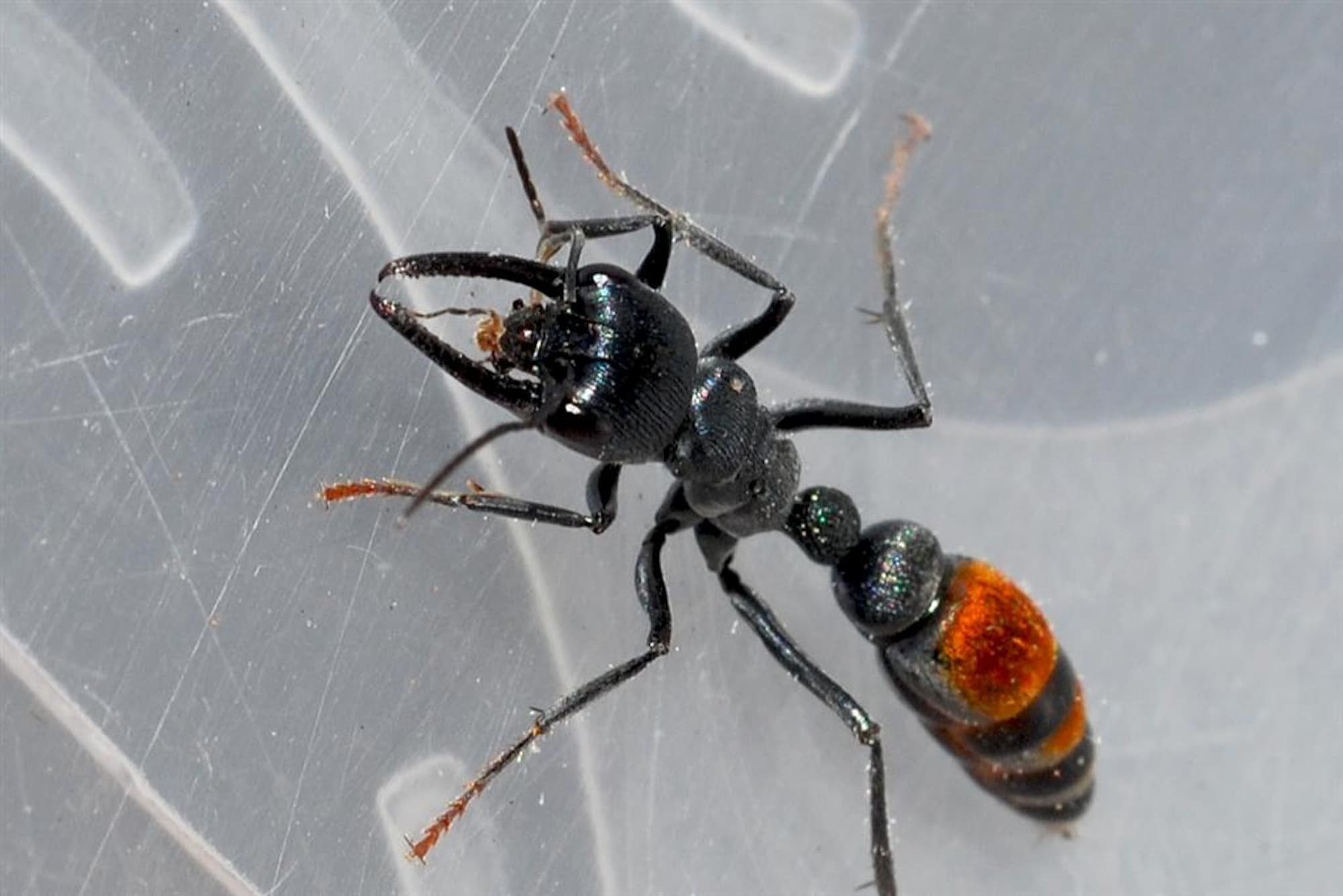 Myrmecia mandibularis – Ausemade