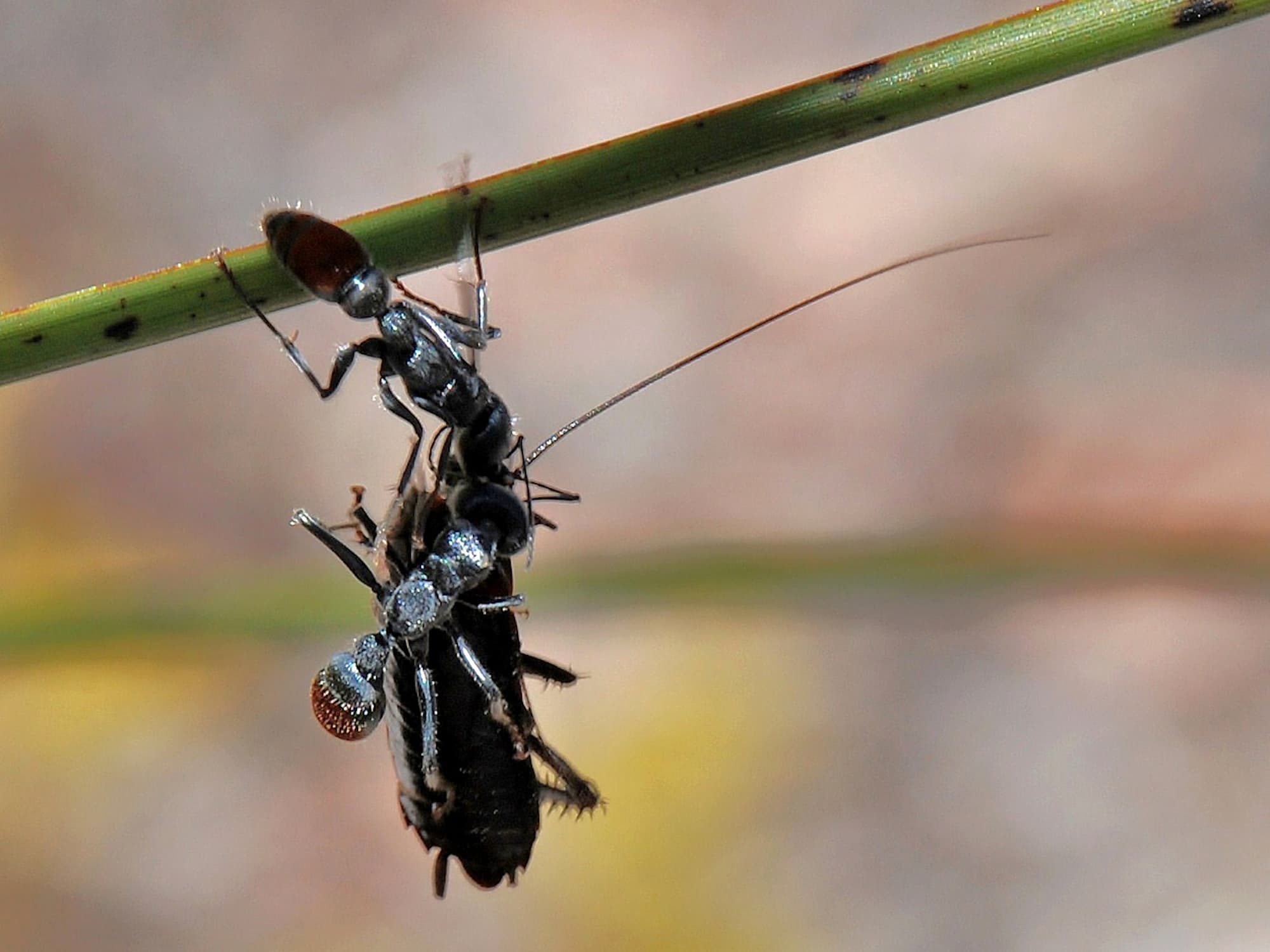 Myrmecia mandibularis – Ausemade