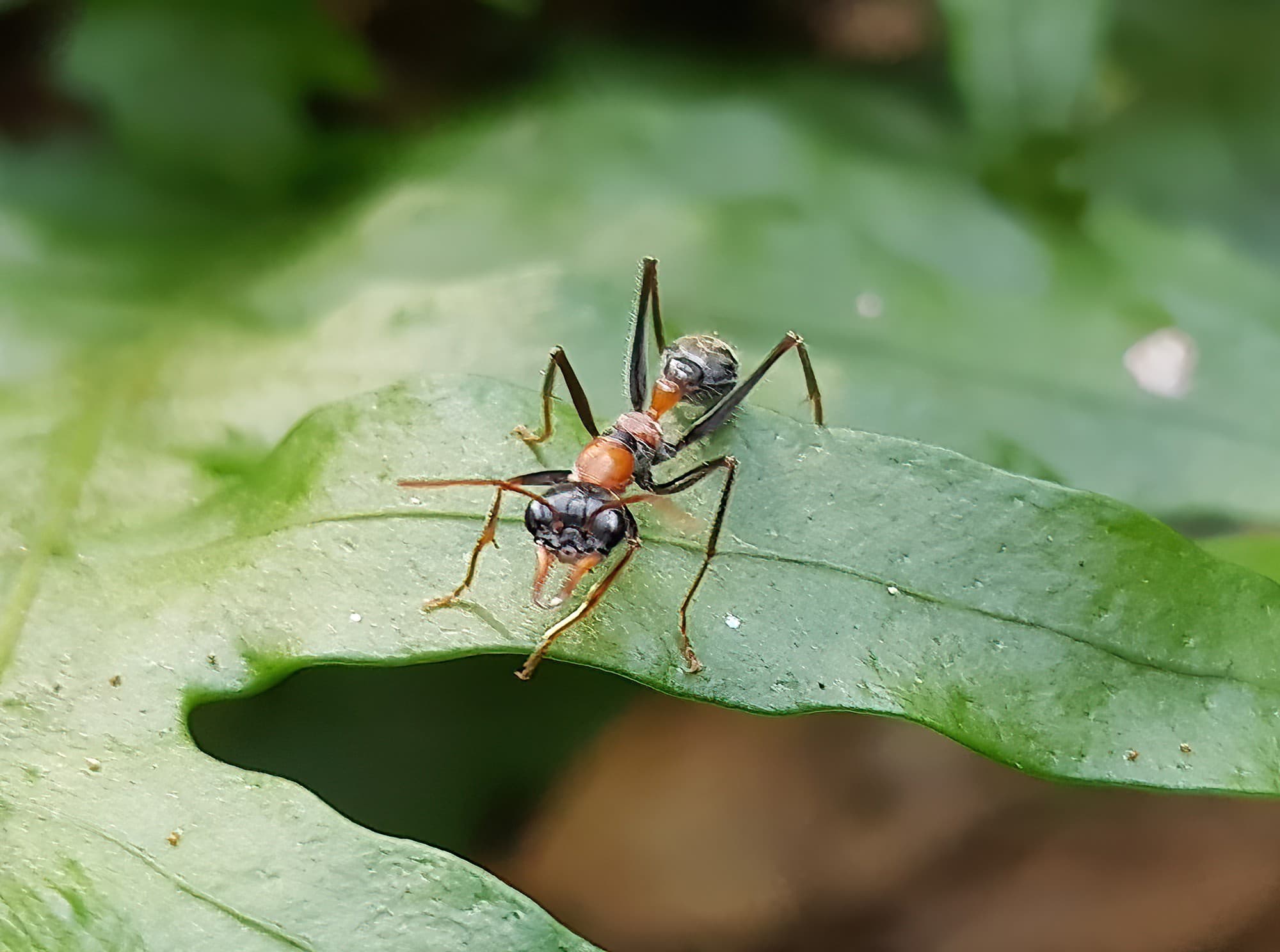 Myrmecia nigrocincta – Ausemade
