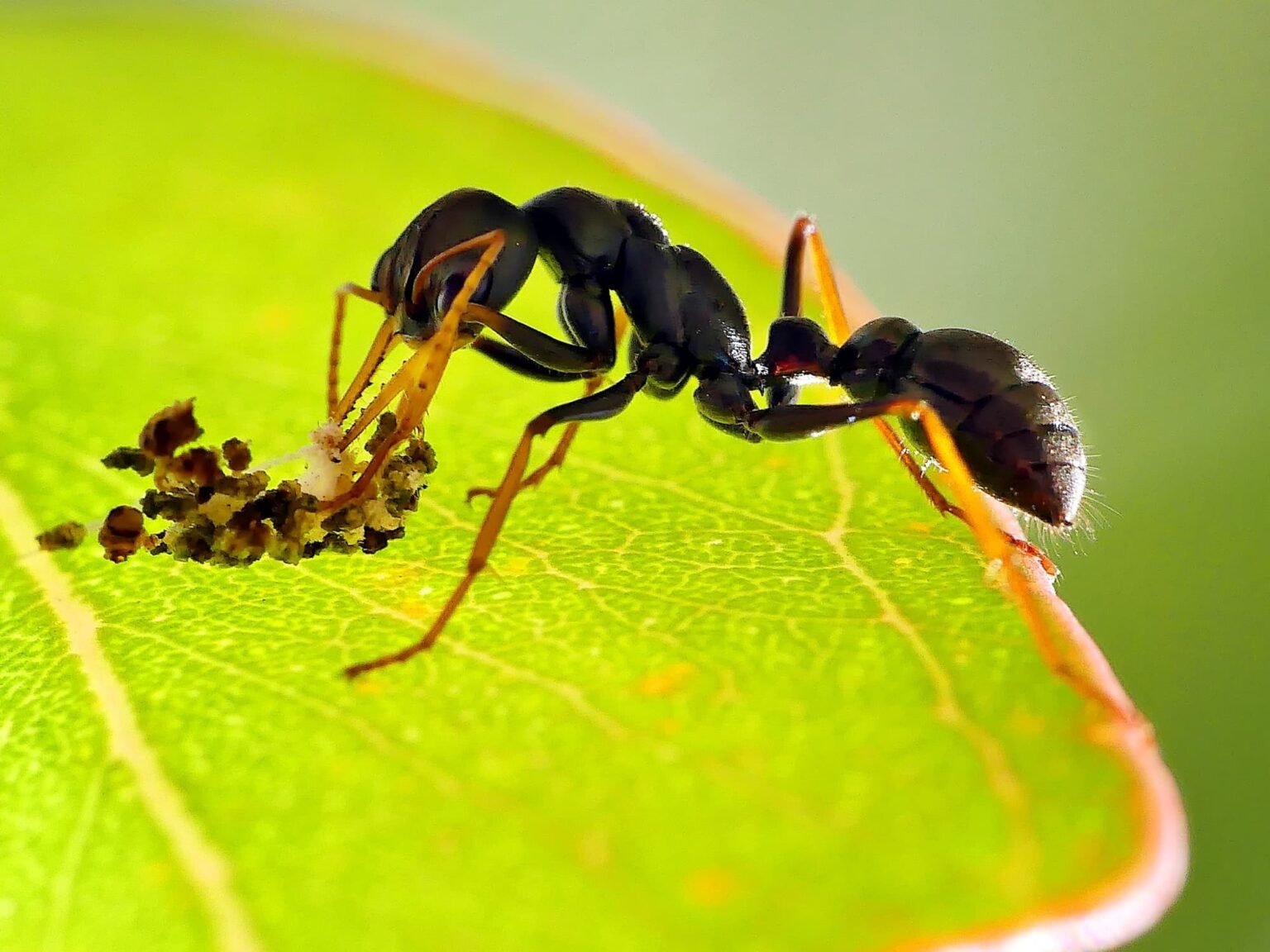 Myrmecia pilosula (Jack Jumper Ant) – Ausemade