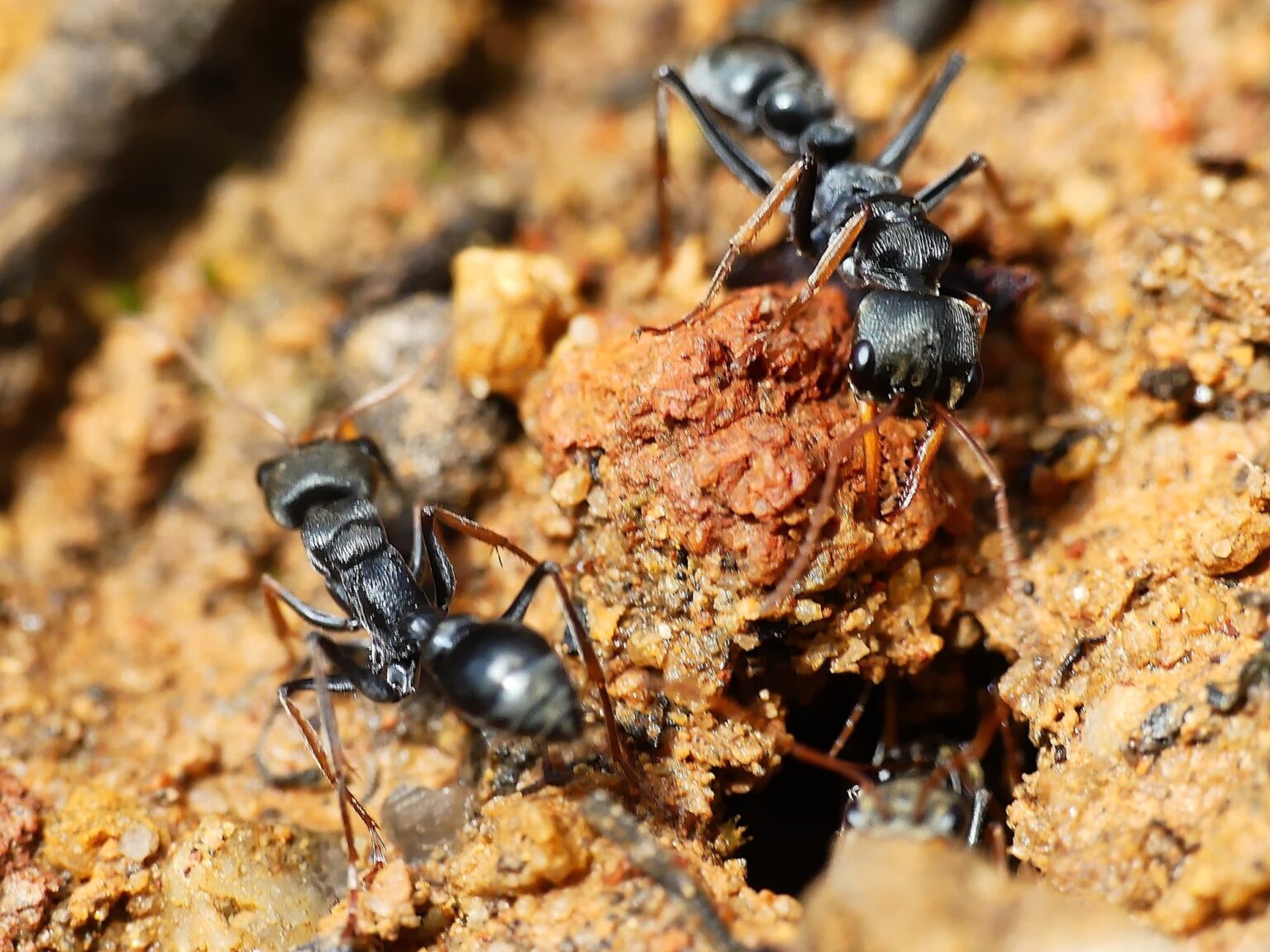 Myrmecia pilosula (Jack Jumper Ant) – Ausemade