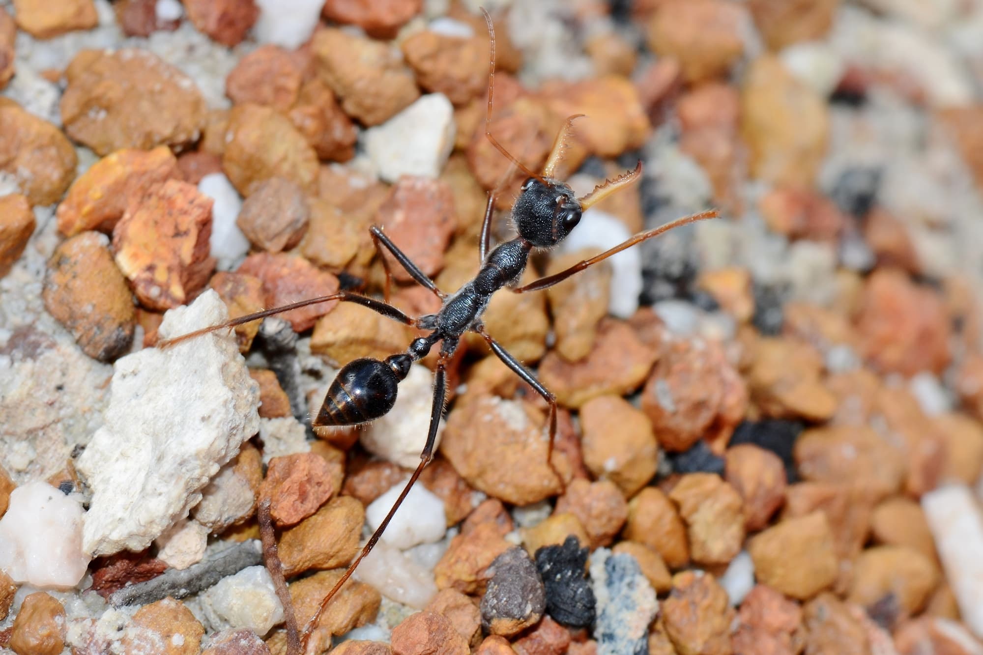 Myrmecia rubripes (Bullant) – Ausemade