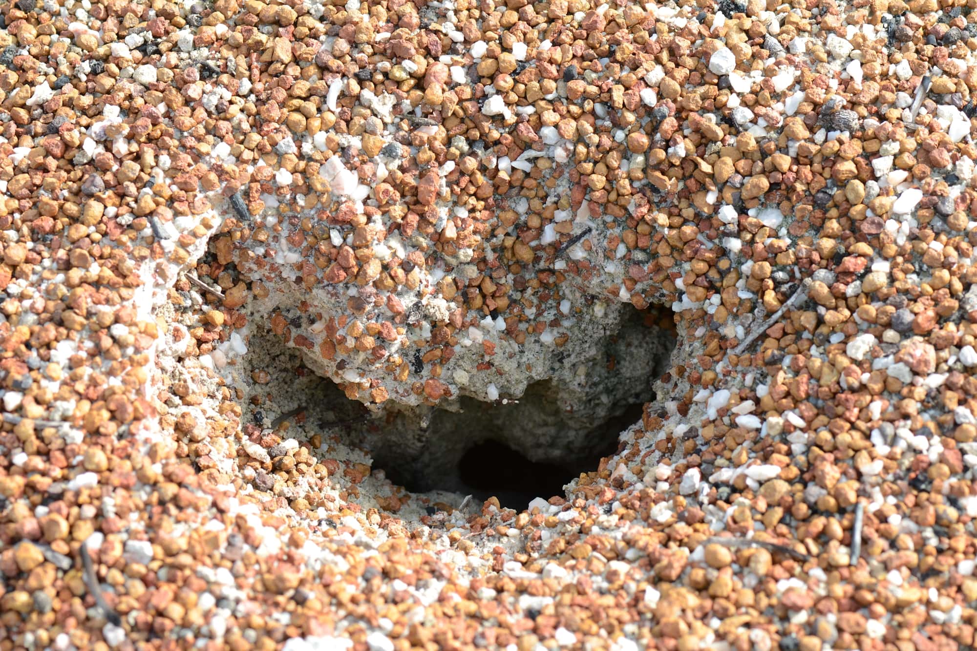 Myrmecia rubripes (Bullant) – Ausemade