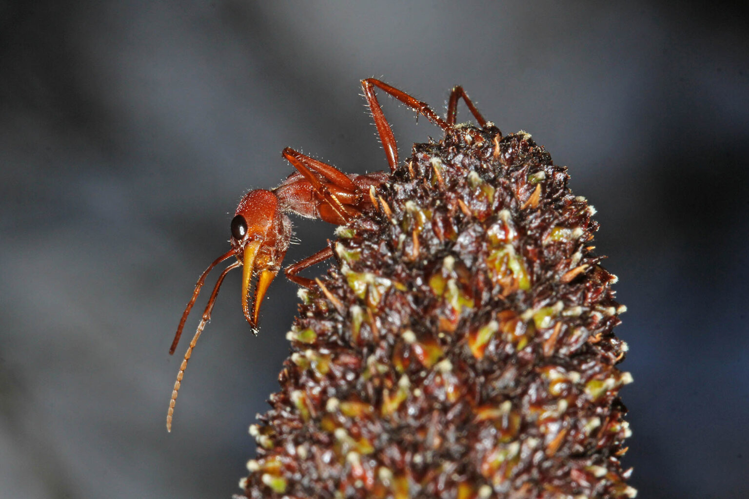 Formicidae – Ausemade