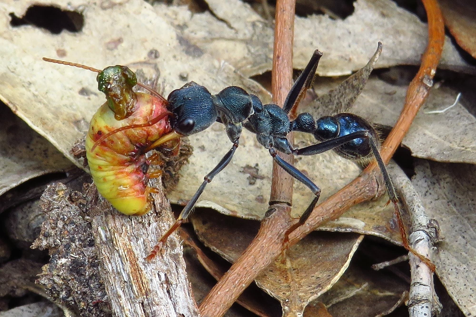 Myrmecia tarsata (Australian Jumper Ant) – Ausemade