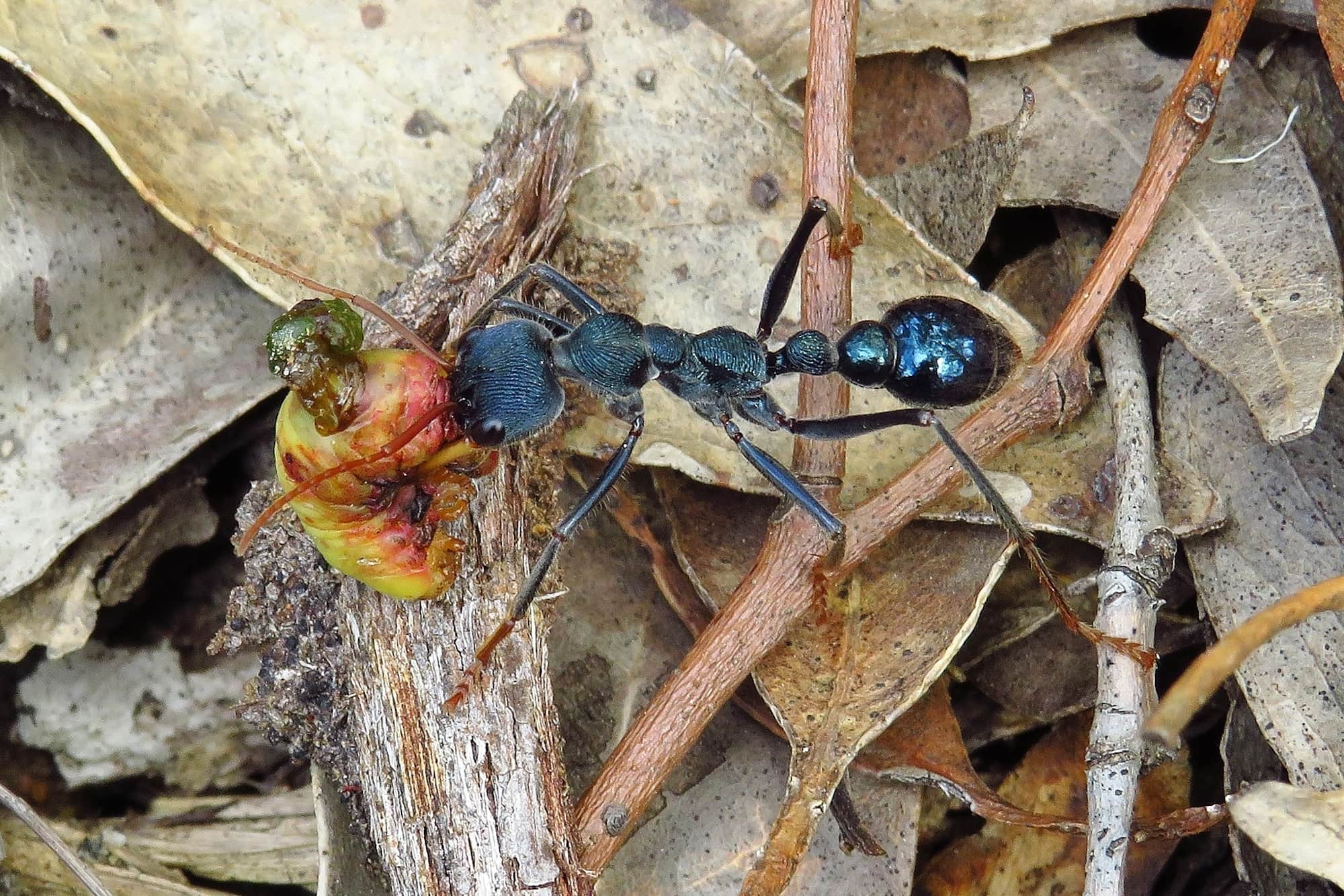 Myrmecia tarsata (Australian Jumper Ant) – Ausemade