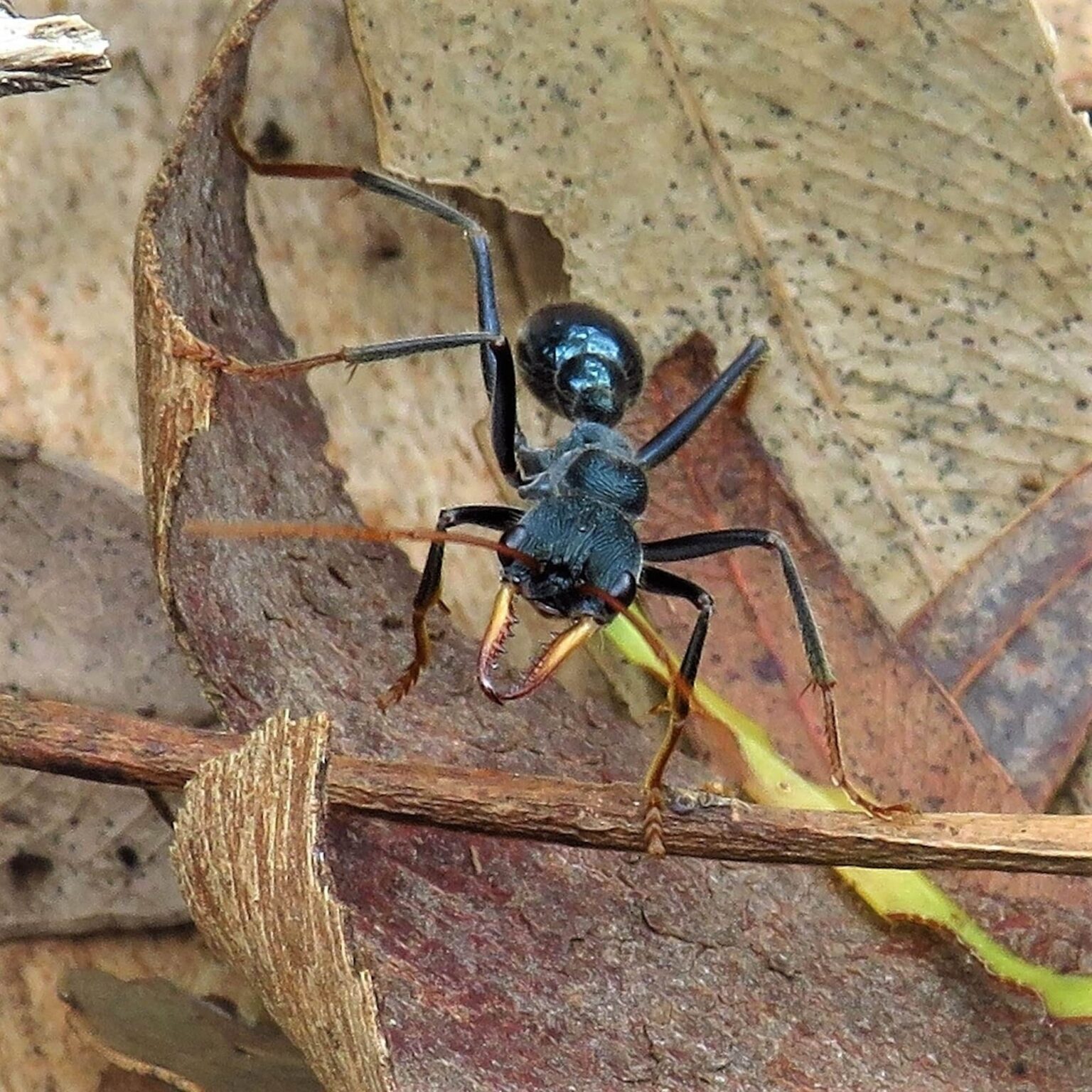 Myrmecia tarsata (Australian Jumper Ant) – Ausemade
