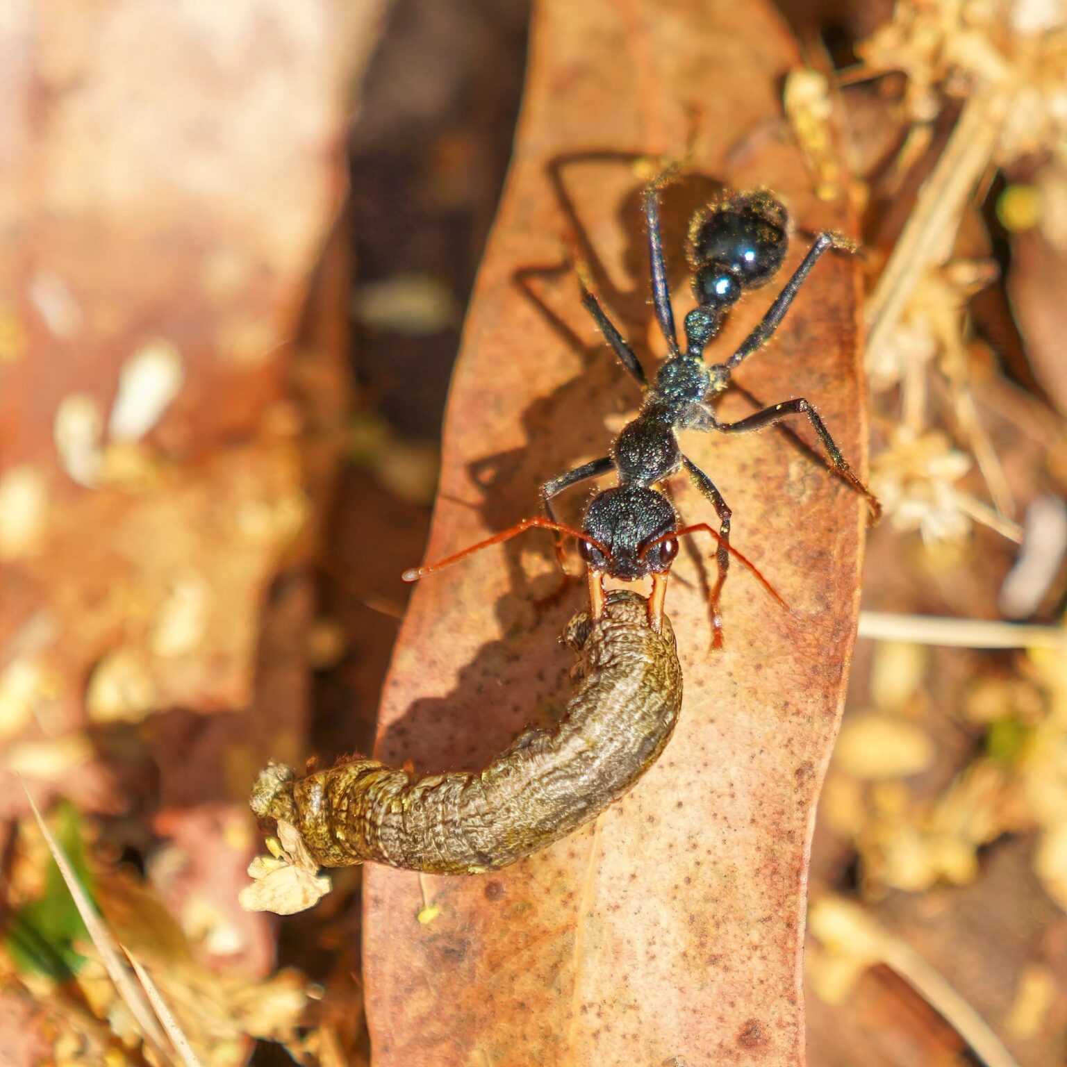 Myrmecia tarsata (Australian Jumper Ant) – Ausemade
