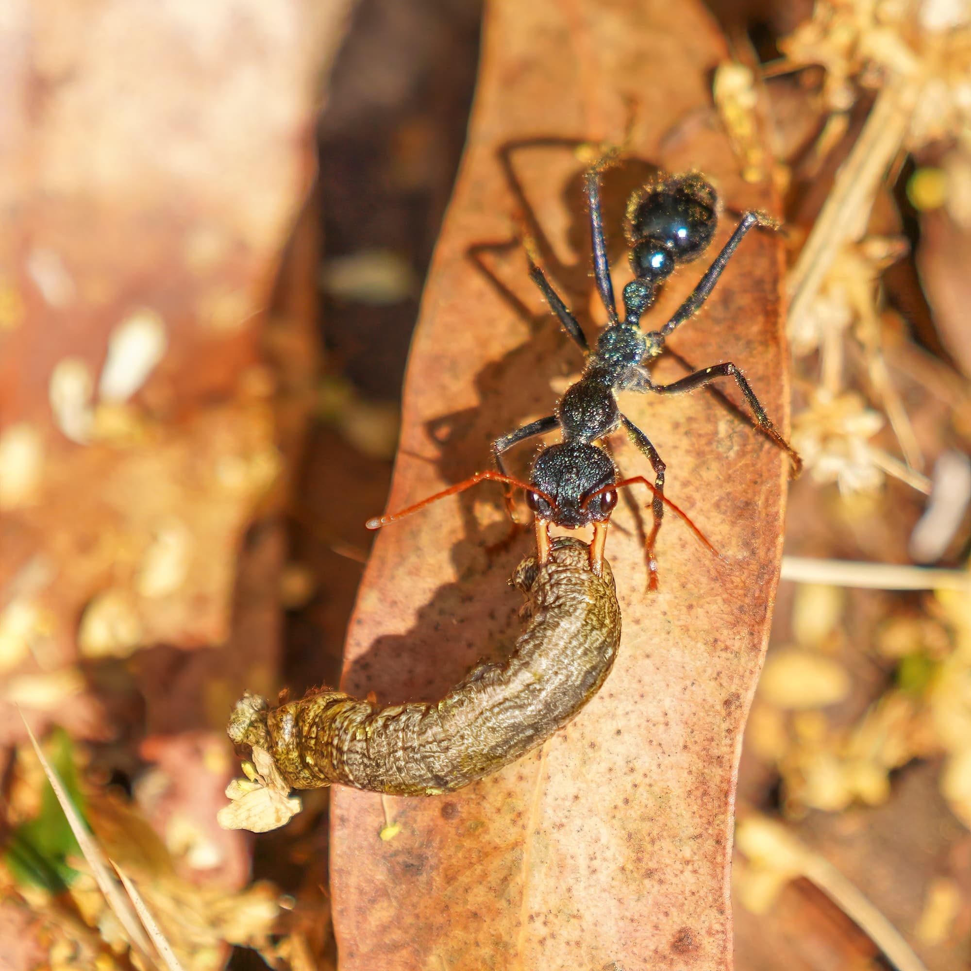 Myrmecia tarsata (Australian Jumper Ant) – Ausemade