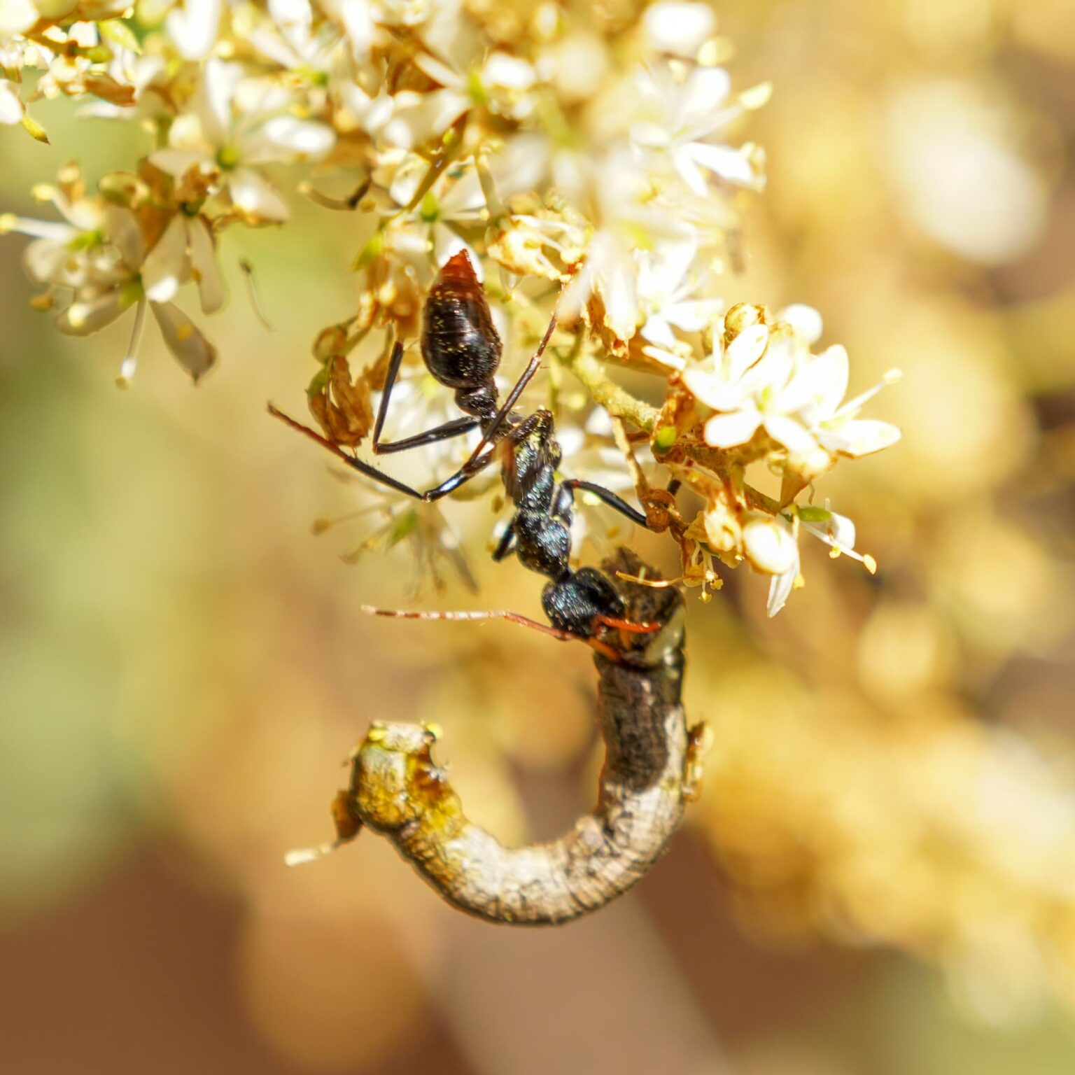 Myrmecia tarsata (Australian Jumper Ant) – Ausemade