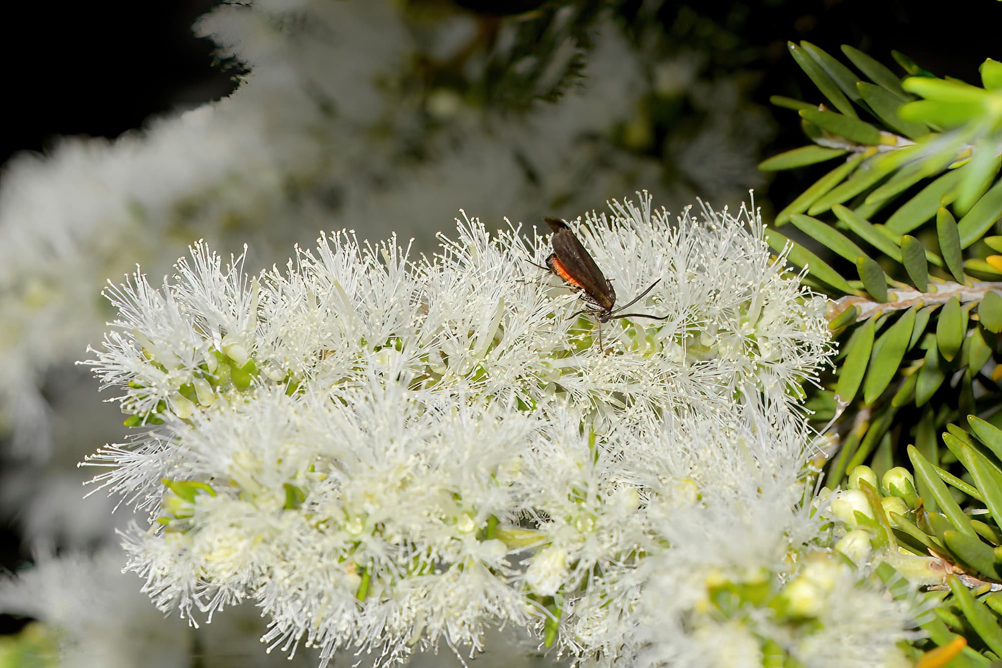 Myrtartona rufiventris – Ausemade