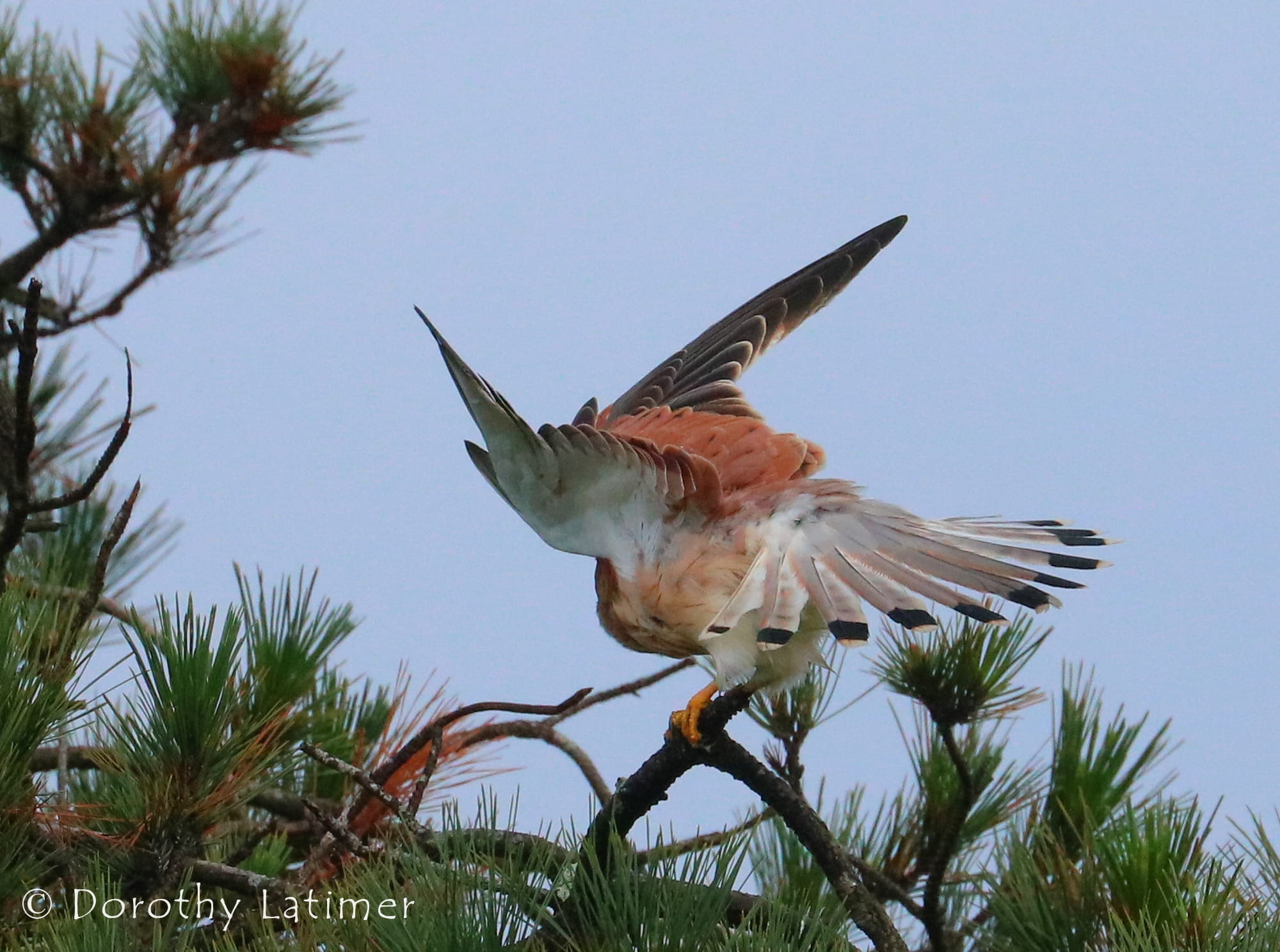 Nankeen Kestrel – Ausemade