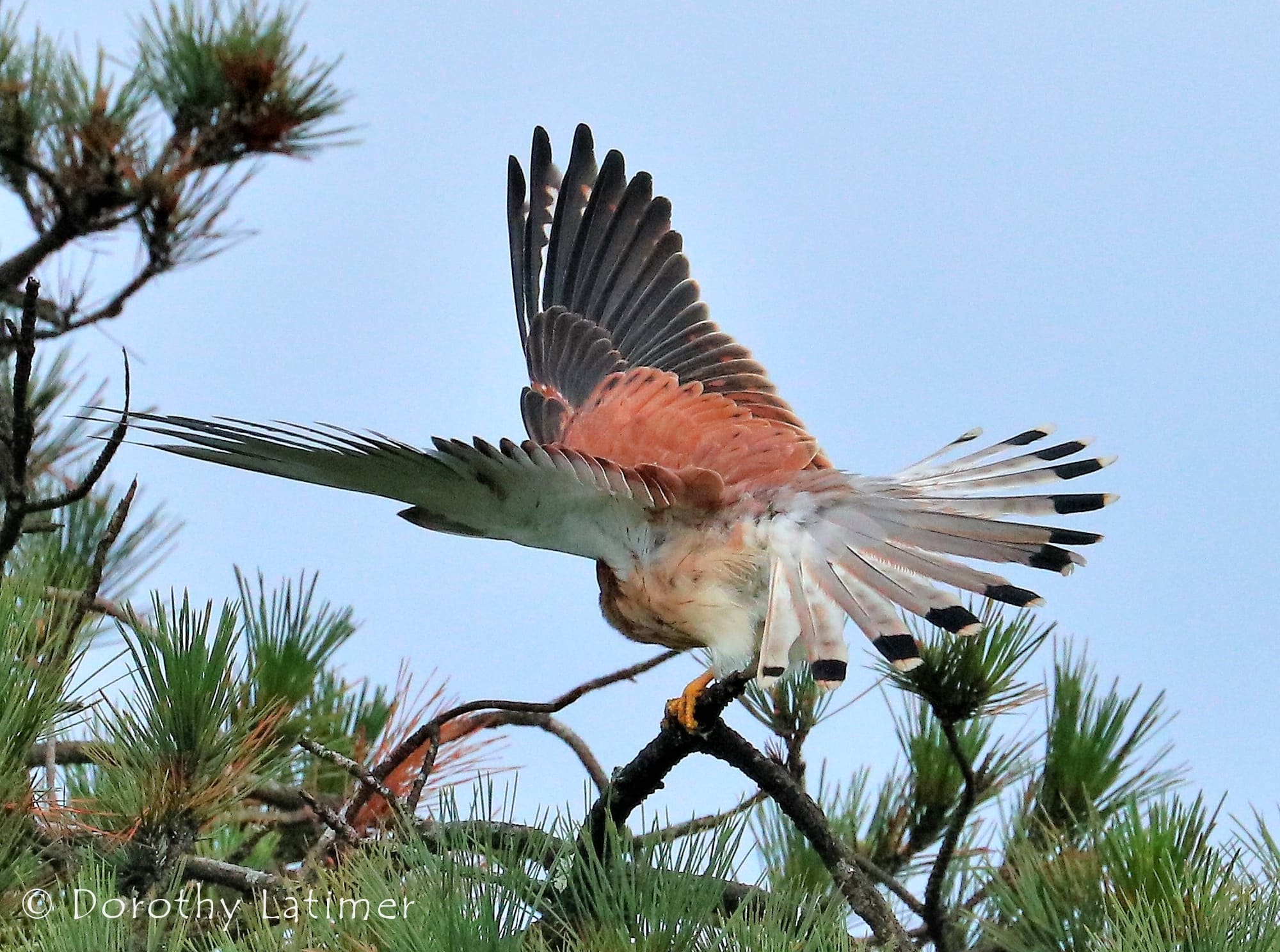 Nankeen Kestrel – Ausemade