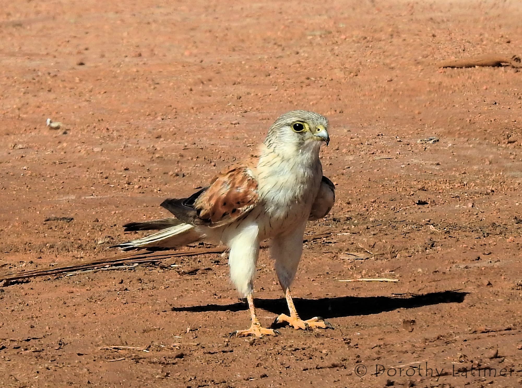 Nankeen Kestrel (Falco cenchroides) – Ausemade