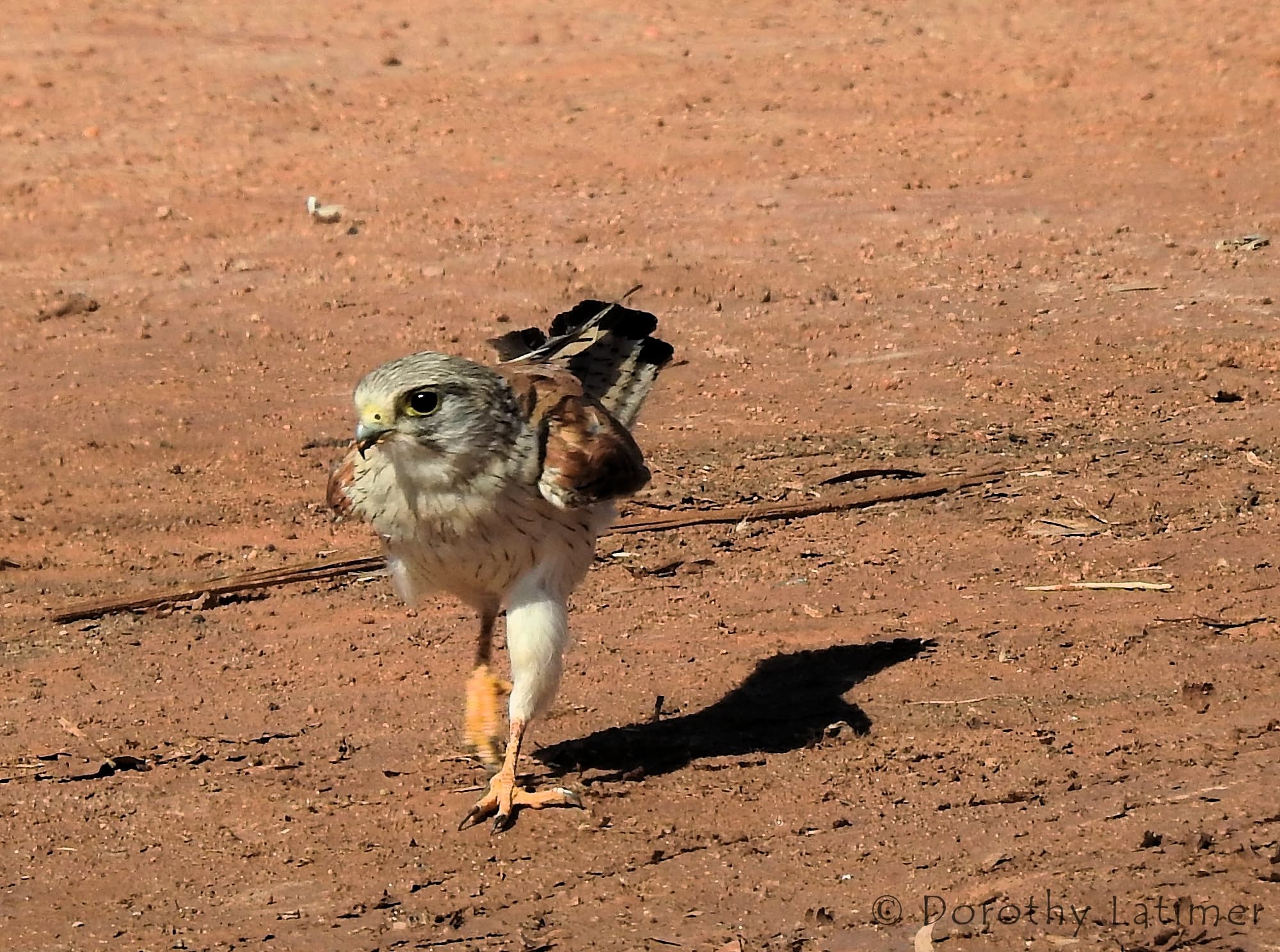 Nankeen Kestrel (Falco cenchroides) – Ausemade