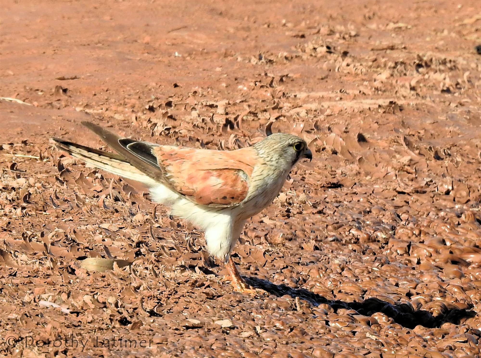 Nankeen Kestrel – Ausemade