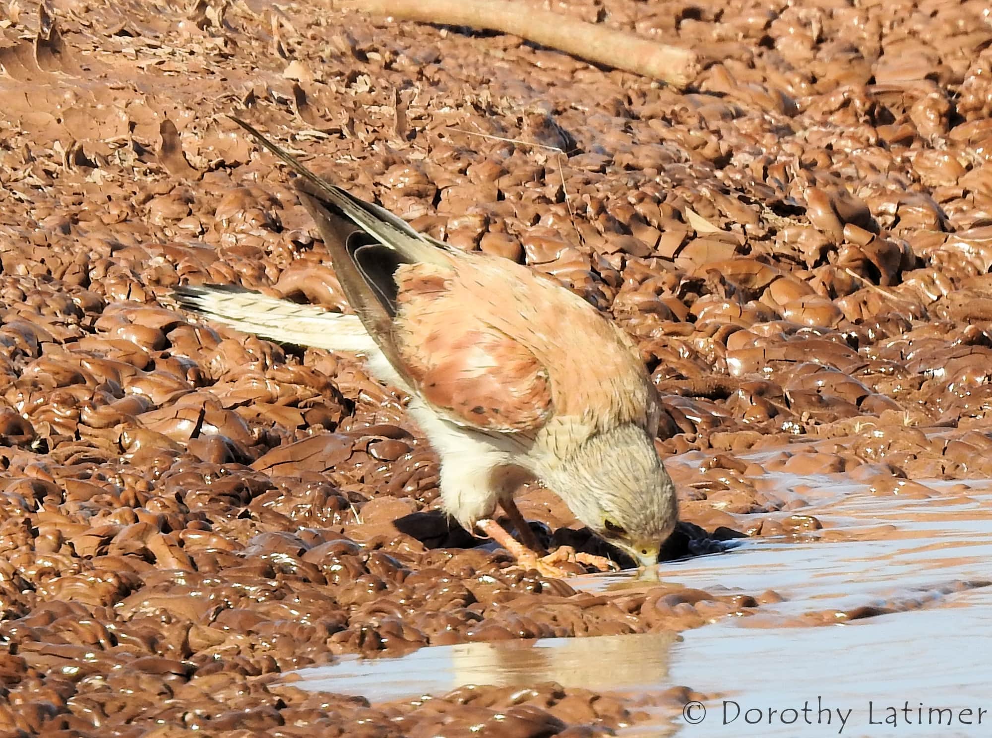 Nankeen Kestrel – Ausemade