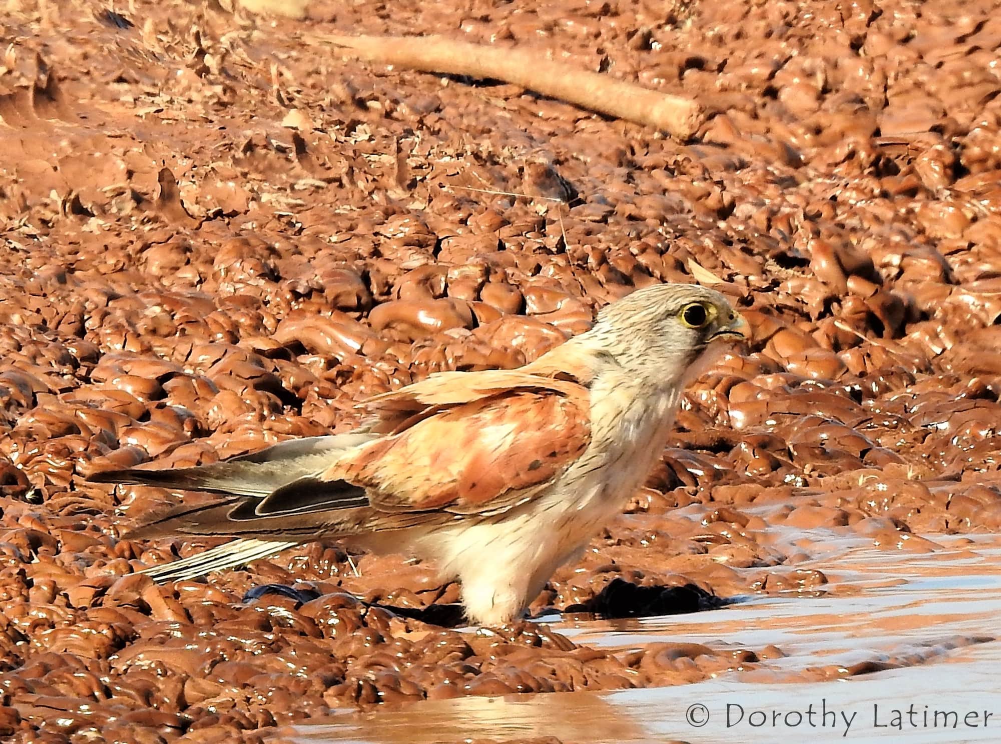 Nankeen Kestrel – Ausemade