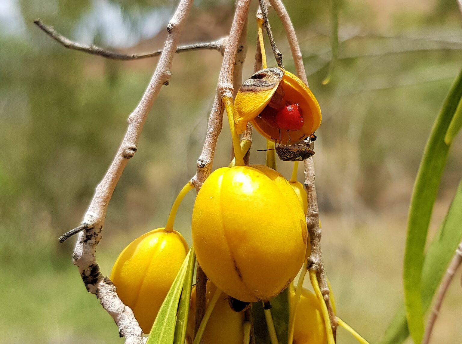 Native Apricot – Ausemade