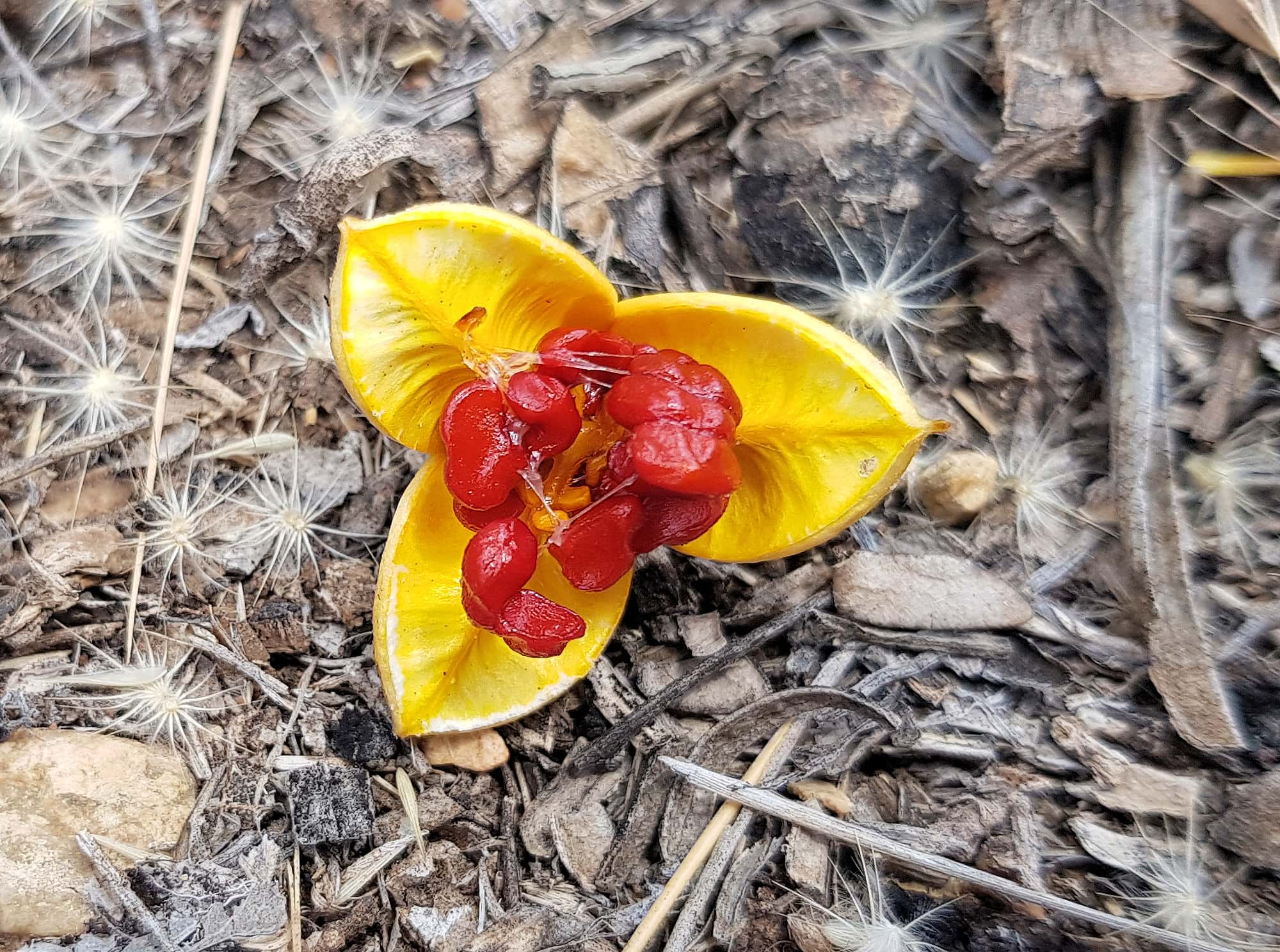 Native Apricot – Ausemade