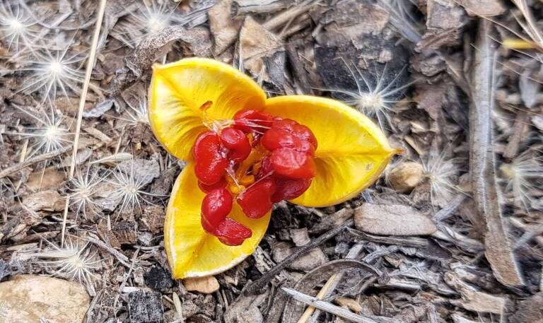 Native Apricot – Ausemade