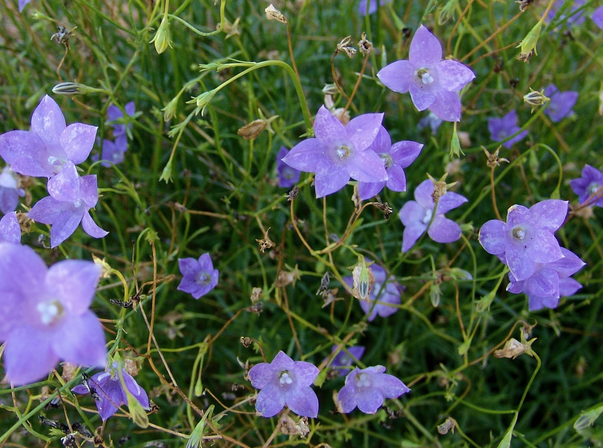 Native Bluebell – Ausemade