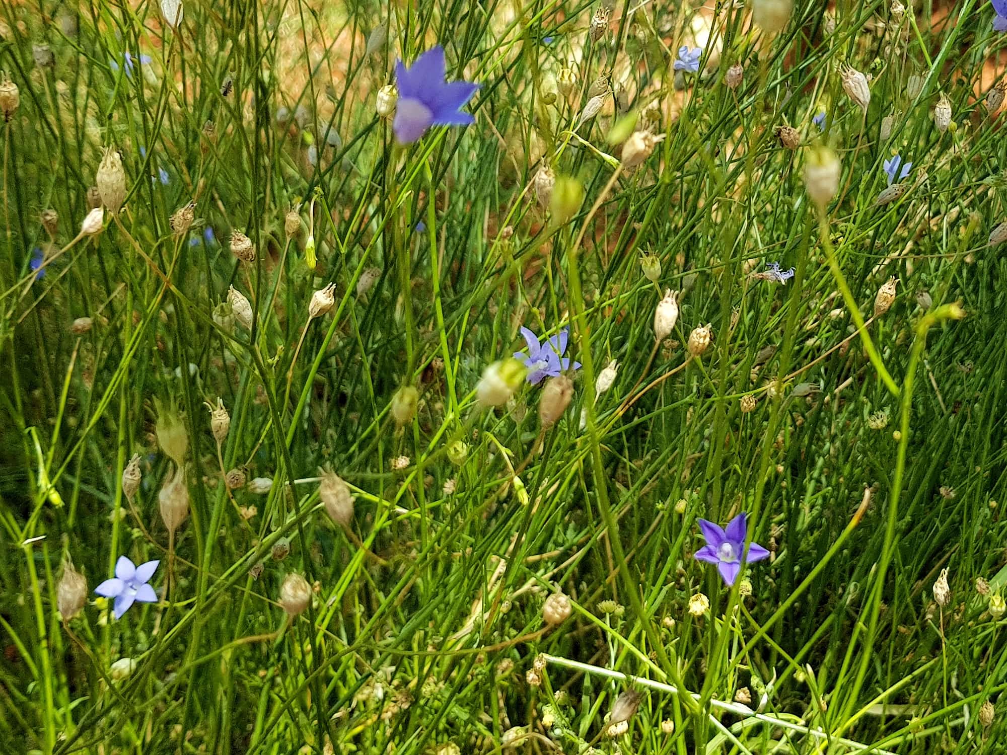 Native Bluebell – Ausemade