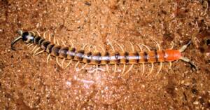 Fauna of Uluru-Kata Tjuta – Ausemade